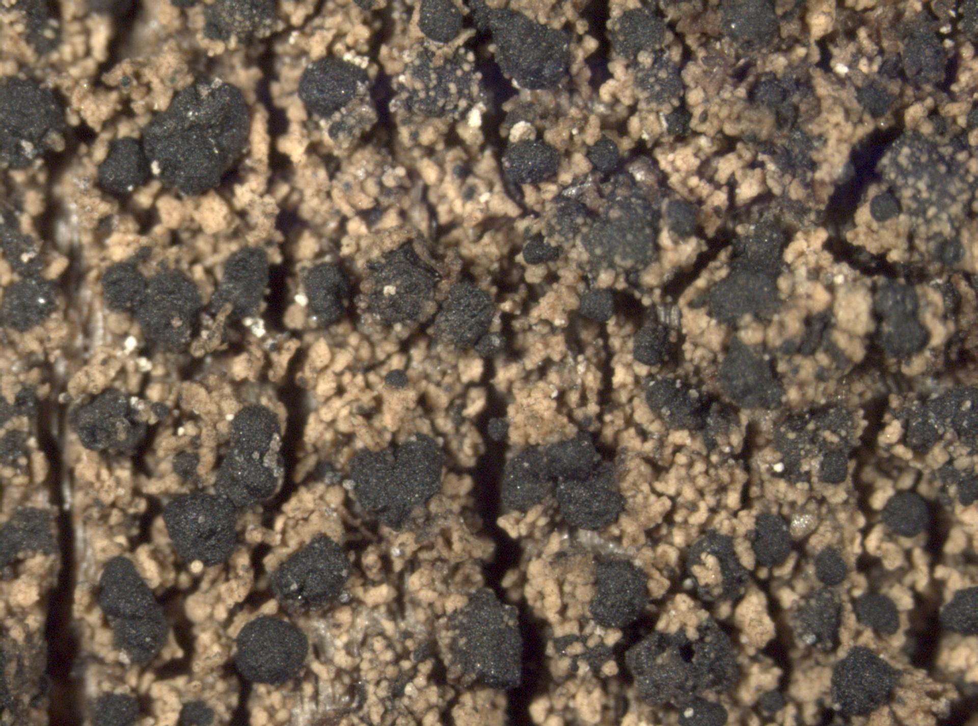 Micarea melaena (Nyl.) Hedl. | Azorean Biodiversity Portal