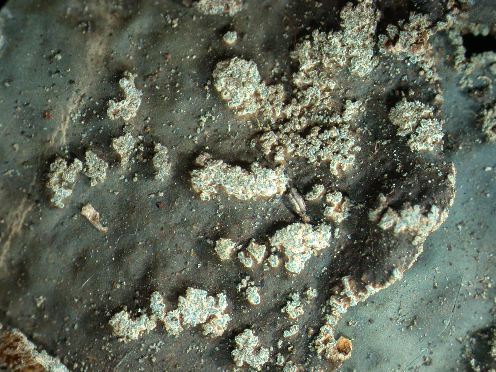 Sticta limbata (Sm.) Ach. | Azorean Biodiversity Portal