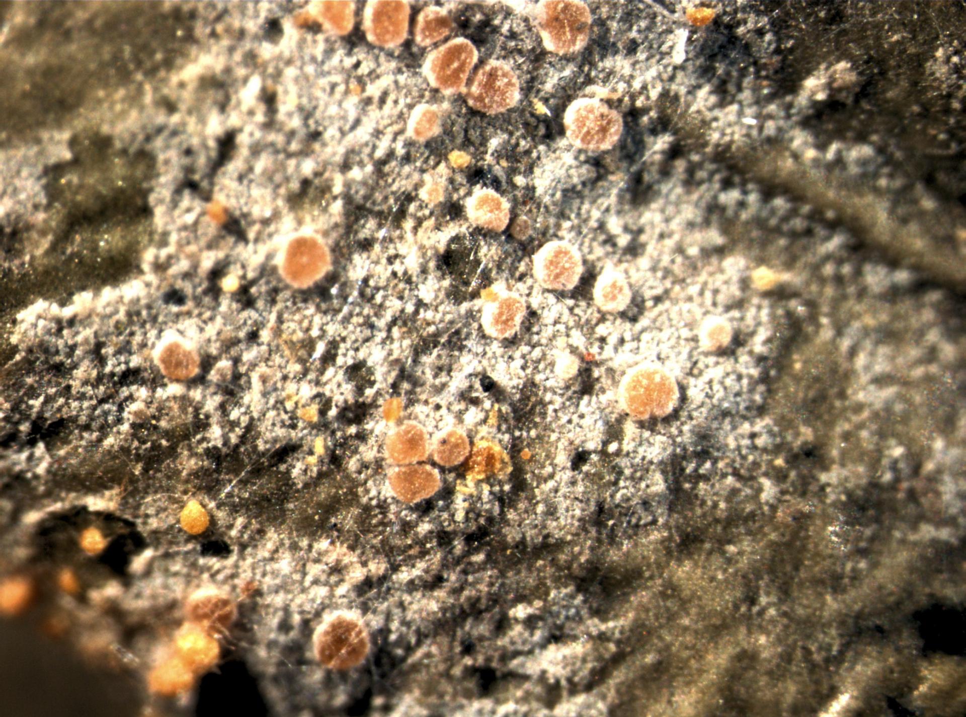 Fellhanera bouteillei (Desm.) Vězda, 1986 | Portal da Biodiversidade ...