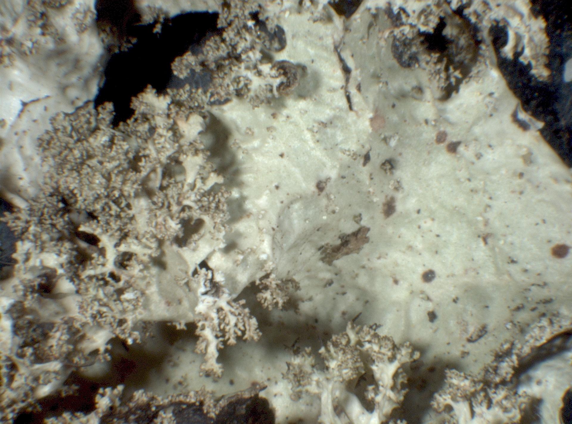 Platismatia glauca (L.) W. L. Culb. & C. F. Culb. | Azorean ...