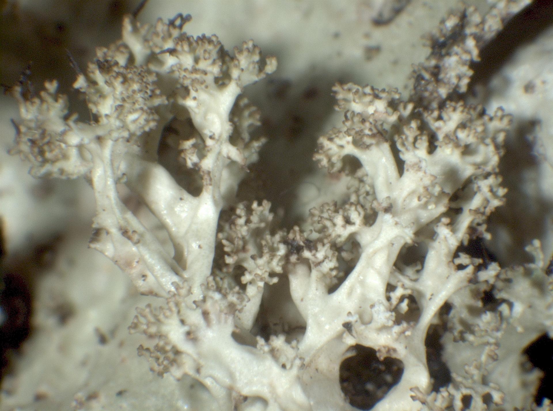 Platismatia glauca (L.) W. L. Culb. & C. F. Culb. | Azorean ...