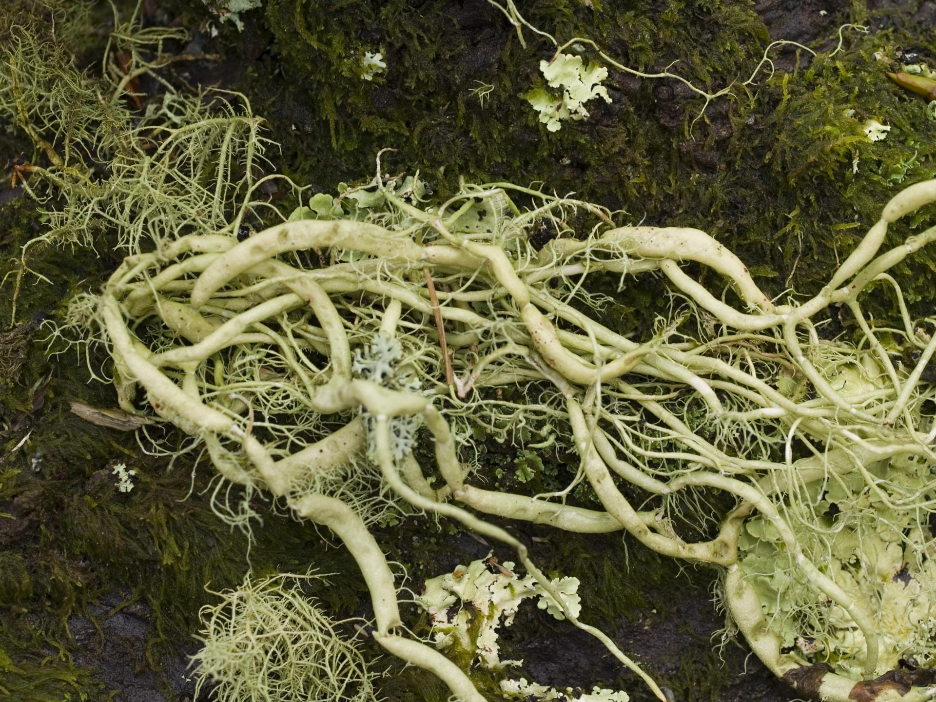 Usnea articulata (L.) Hoffm. | Portal de la Biodiversidad de las Azores