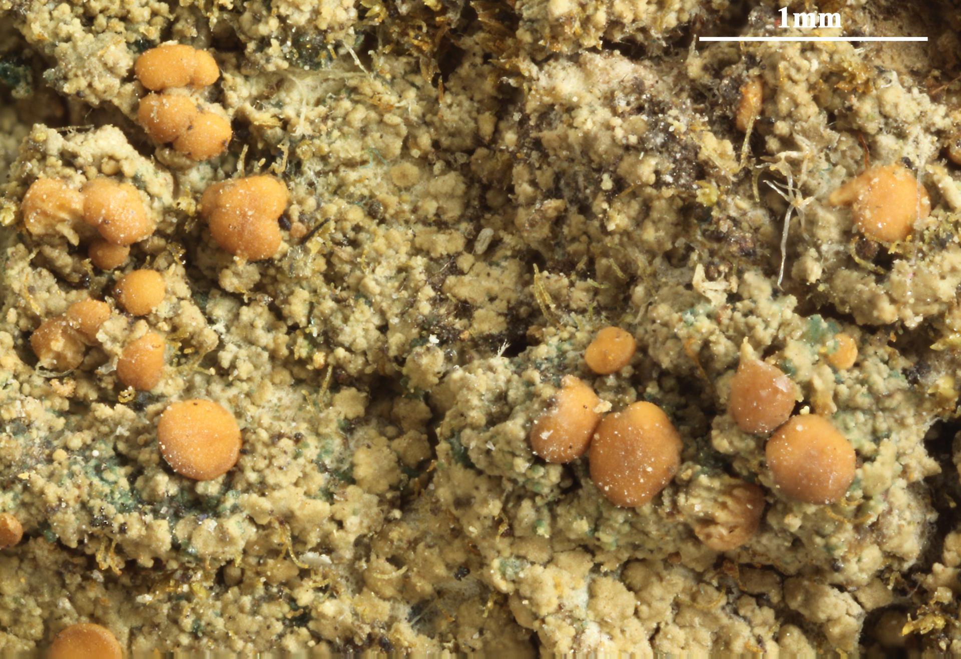 Lecania cuprea (A. Massal.) van den Boom & Coppins, 1992 | Azorean ...