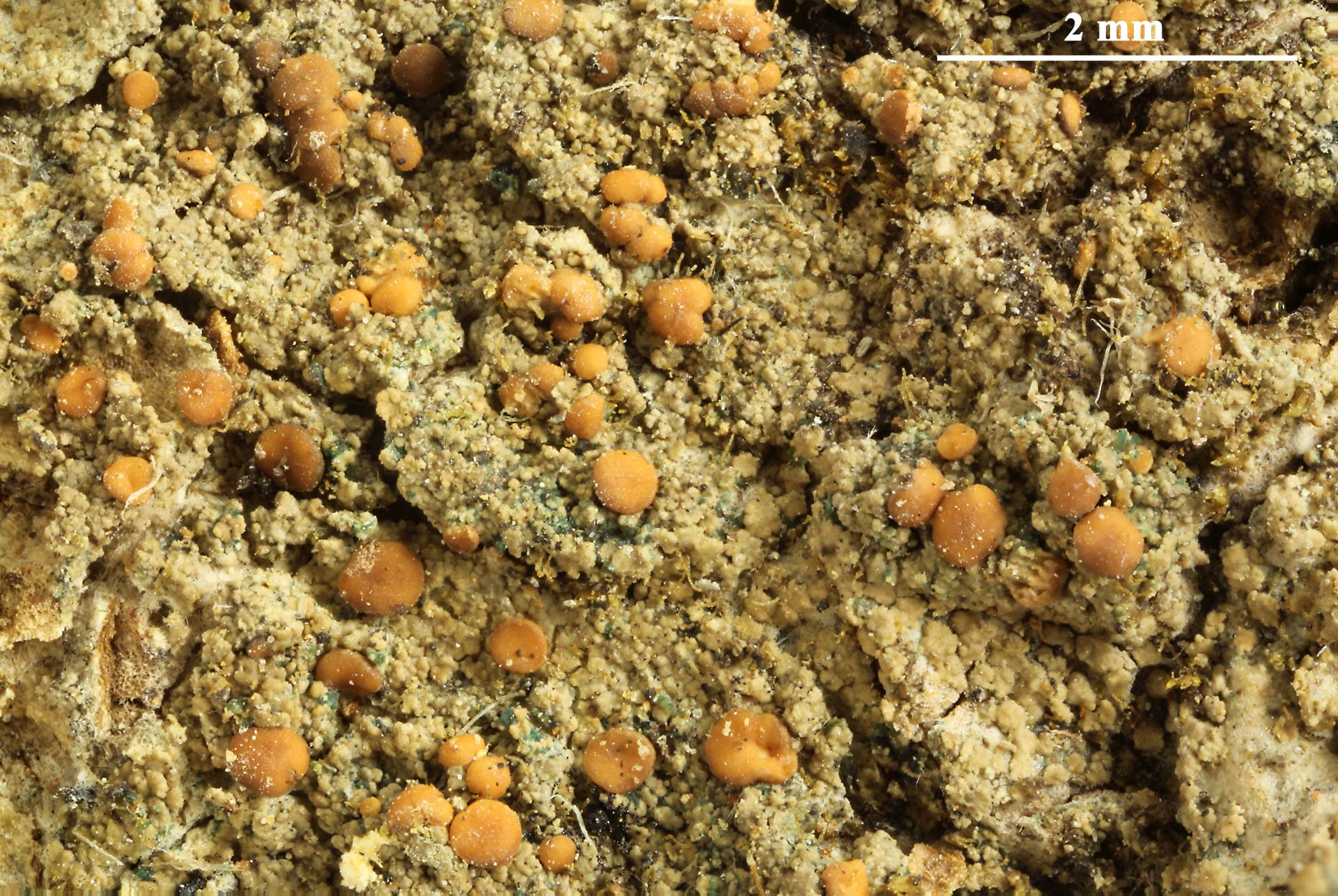 Lecania cuprea (A. Massal.) van den Boom & Coppins, 1992 | Azorean ...