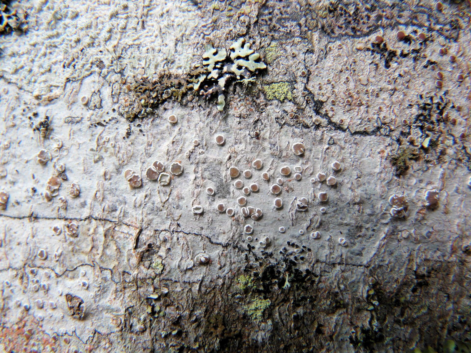 Lecanora intumescens (Rebent.) Rabenh. | Portal de la Biodiversidad de ...