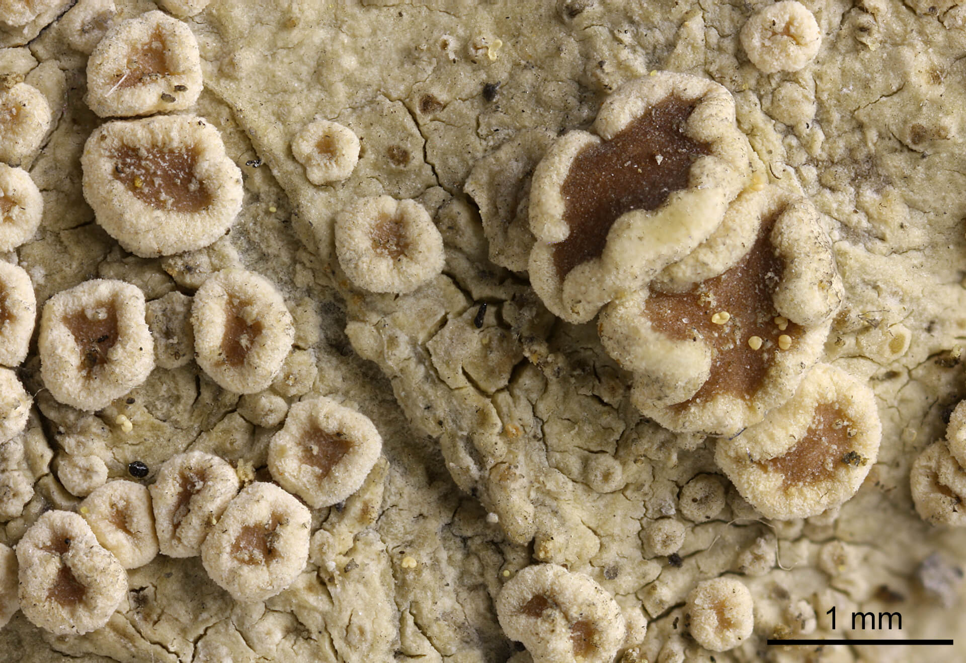Lecanora intumescens (Rebent.) Rabenh. | Portal de la Biodiversidad de ...