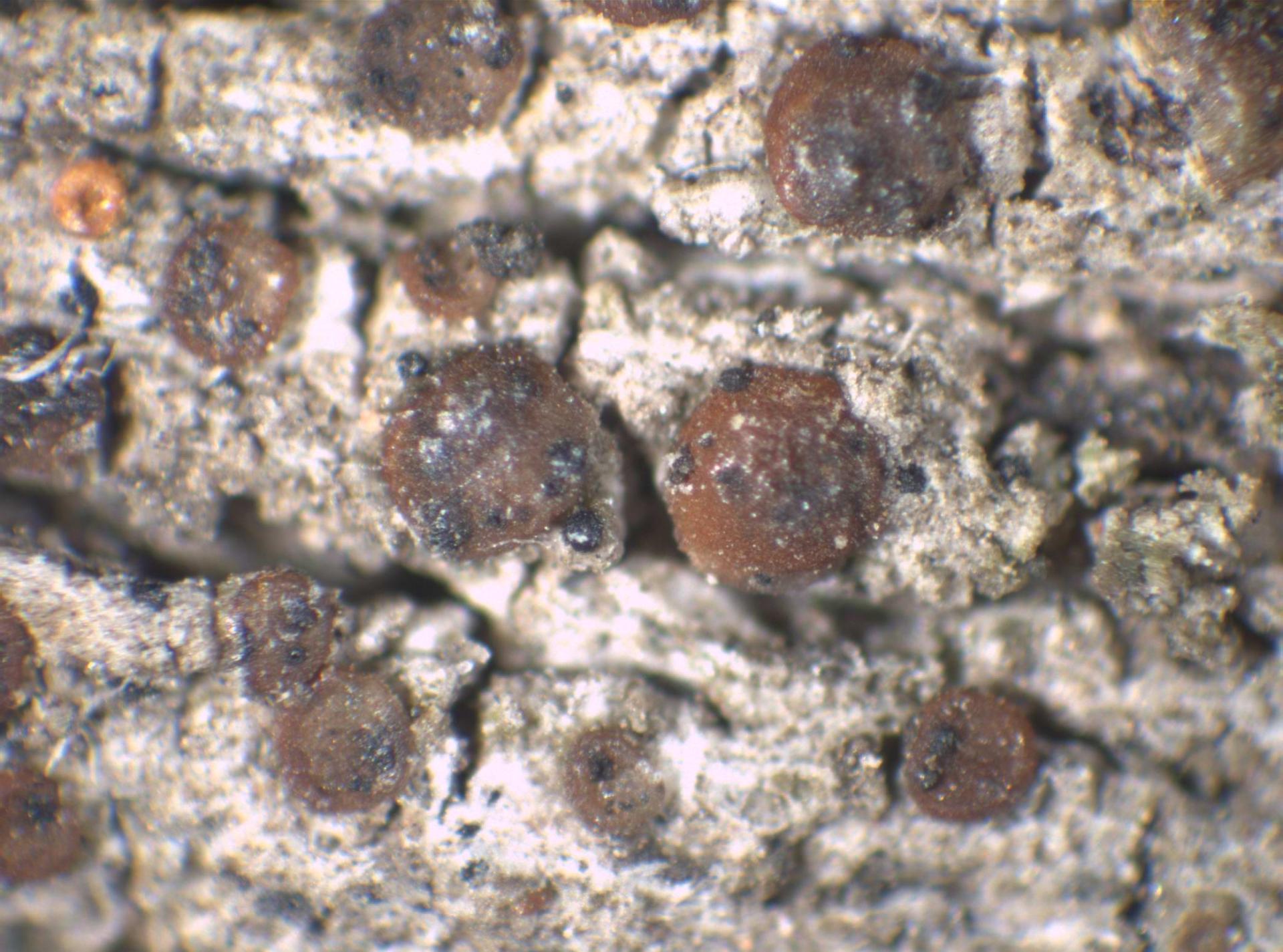 Lichenodiplis lecanorae (Vouaux) Dyko & D. Hawksw., 1979 | Azorean ...