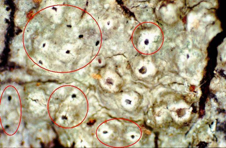 Lichenodiplis lecanorae (Vouaux) Dyko & D. Hawksw., 1979 | Azorean ...