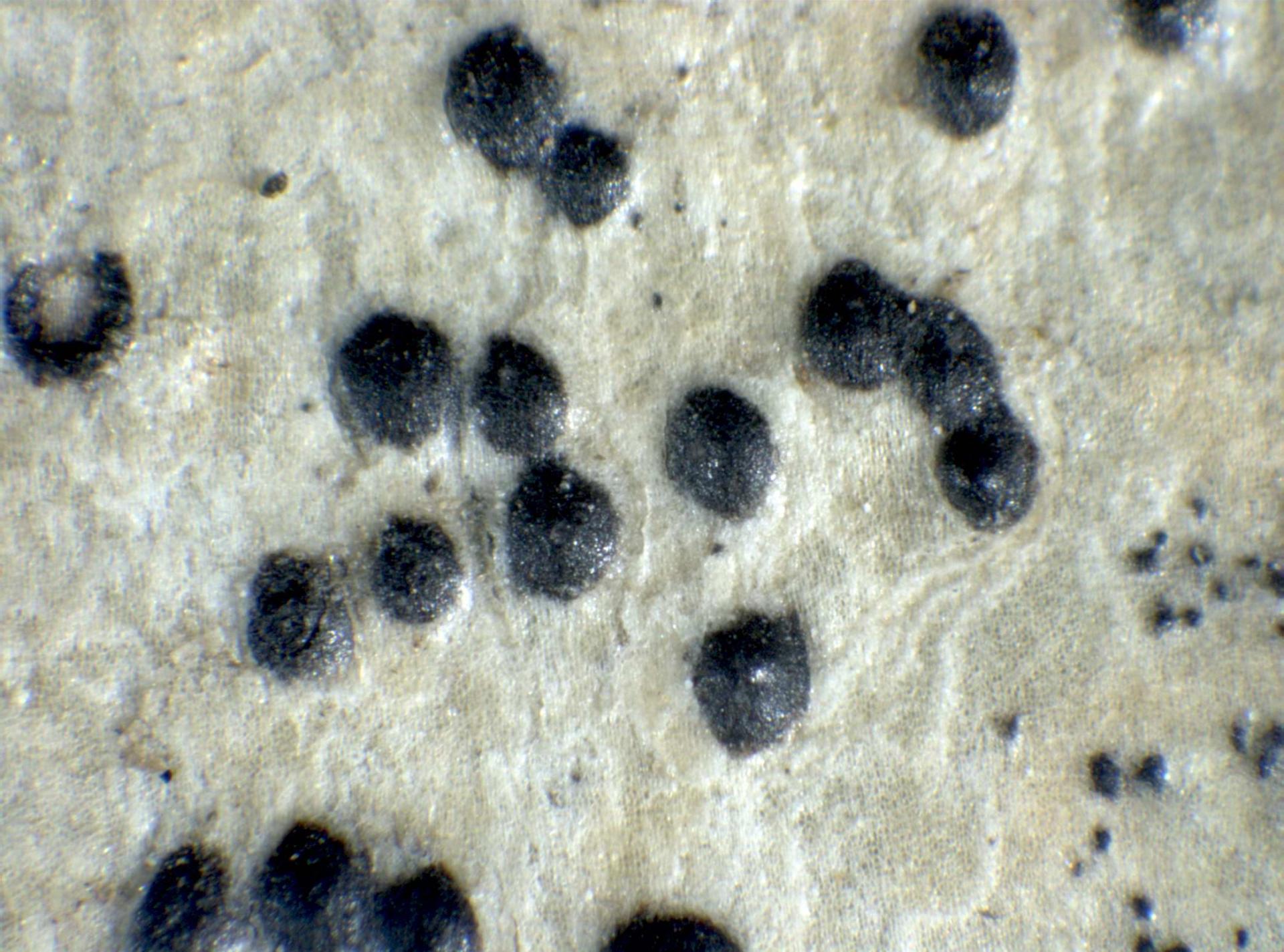 Pyrenula laevigata (Pers.) Arnold, 1885 | Azorean Biodiversity Portal