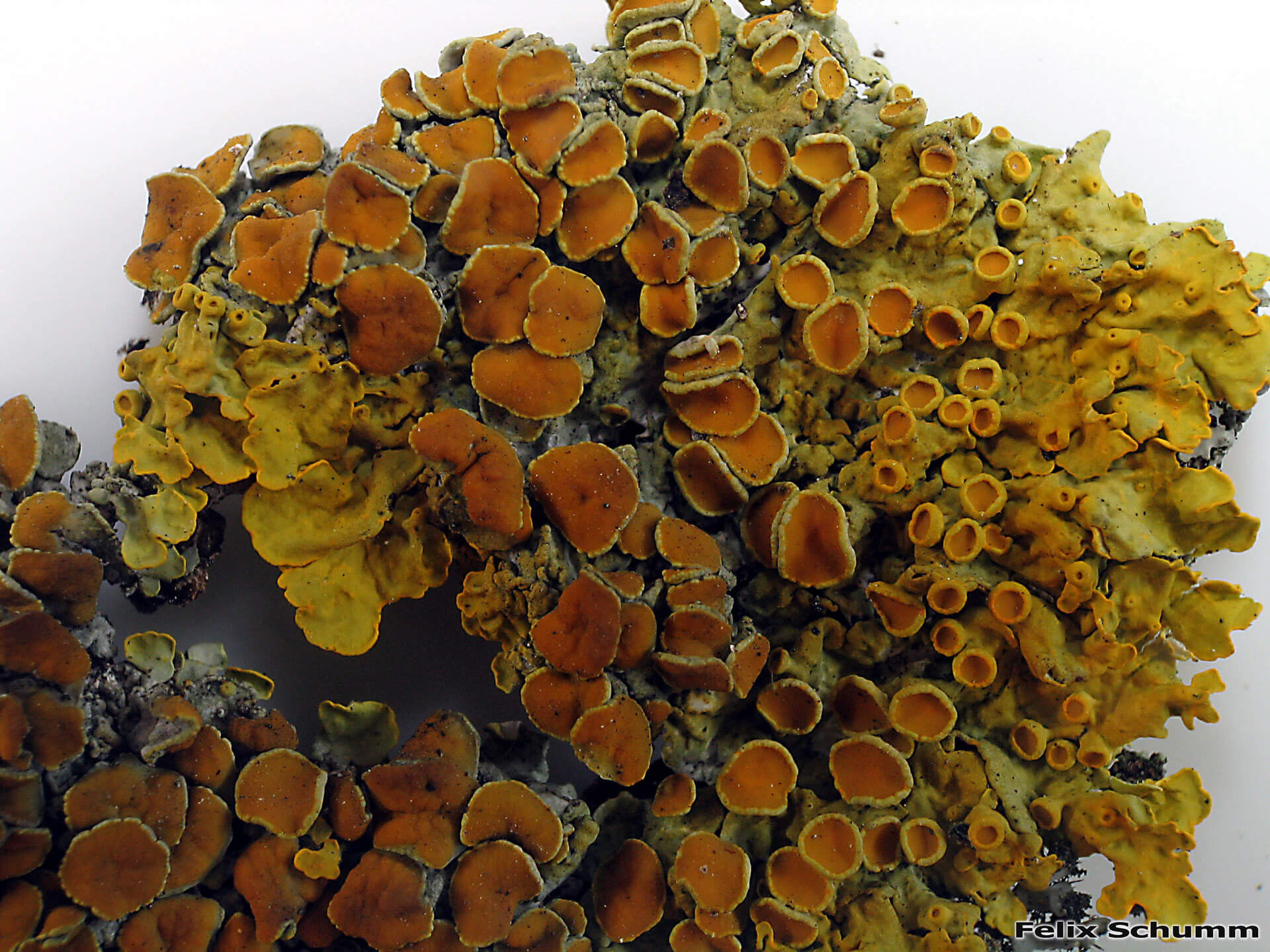 Xanthoria parietina (L.) Th. Fr. | Azorean Biodiversity Portal