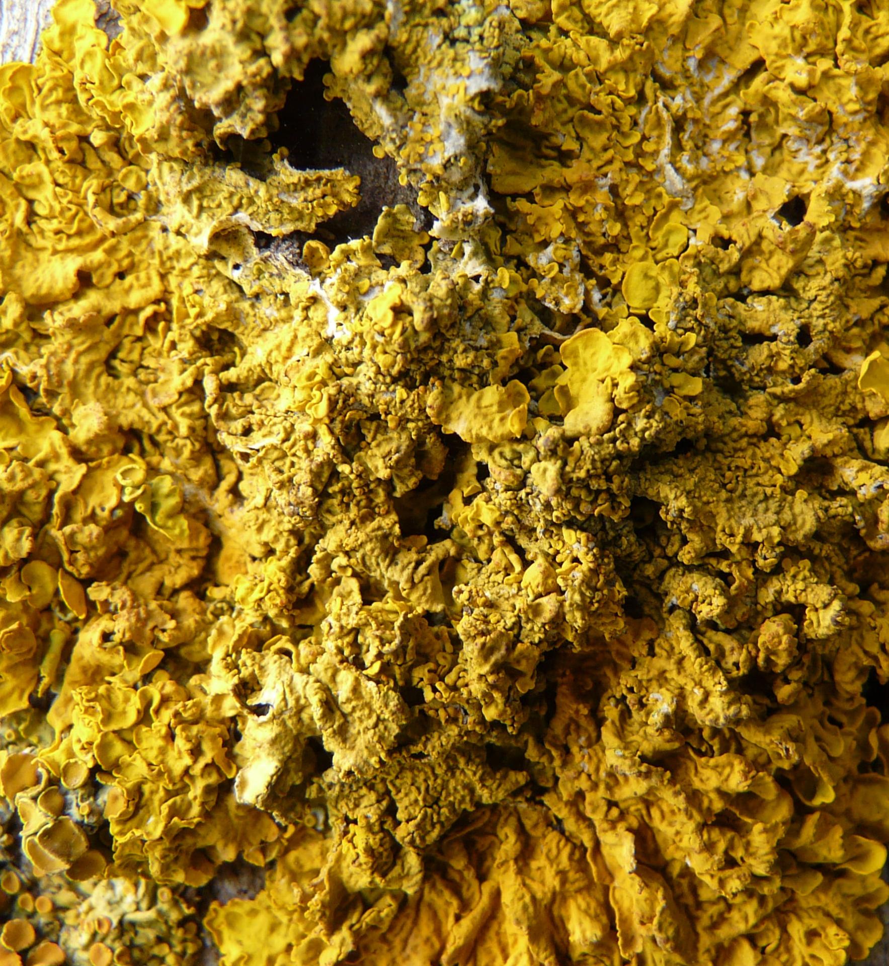 Xanthoria parietina (L.) Th. Fr. | Azorean Biodiversity Portal