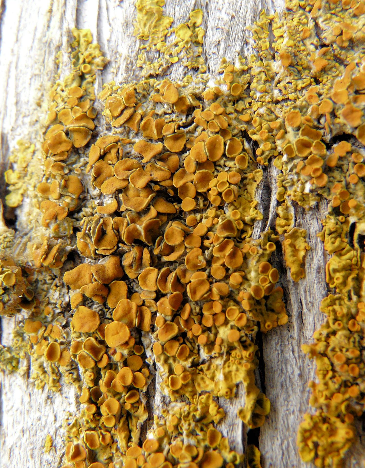 Xanthoria parietina (L.) Th. Fr. | Azorean Biodiversity Portal