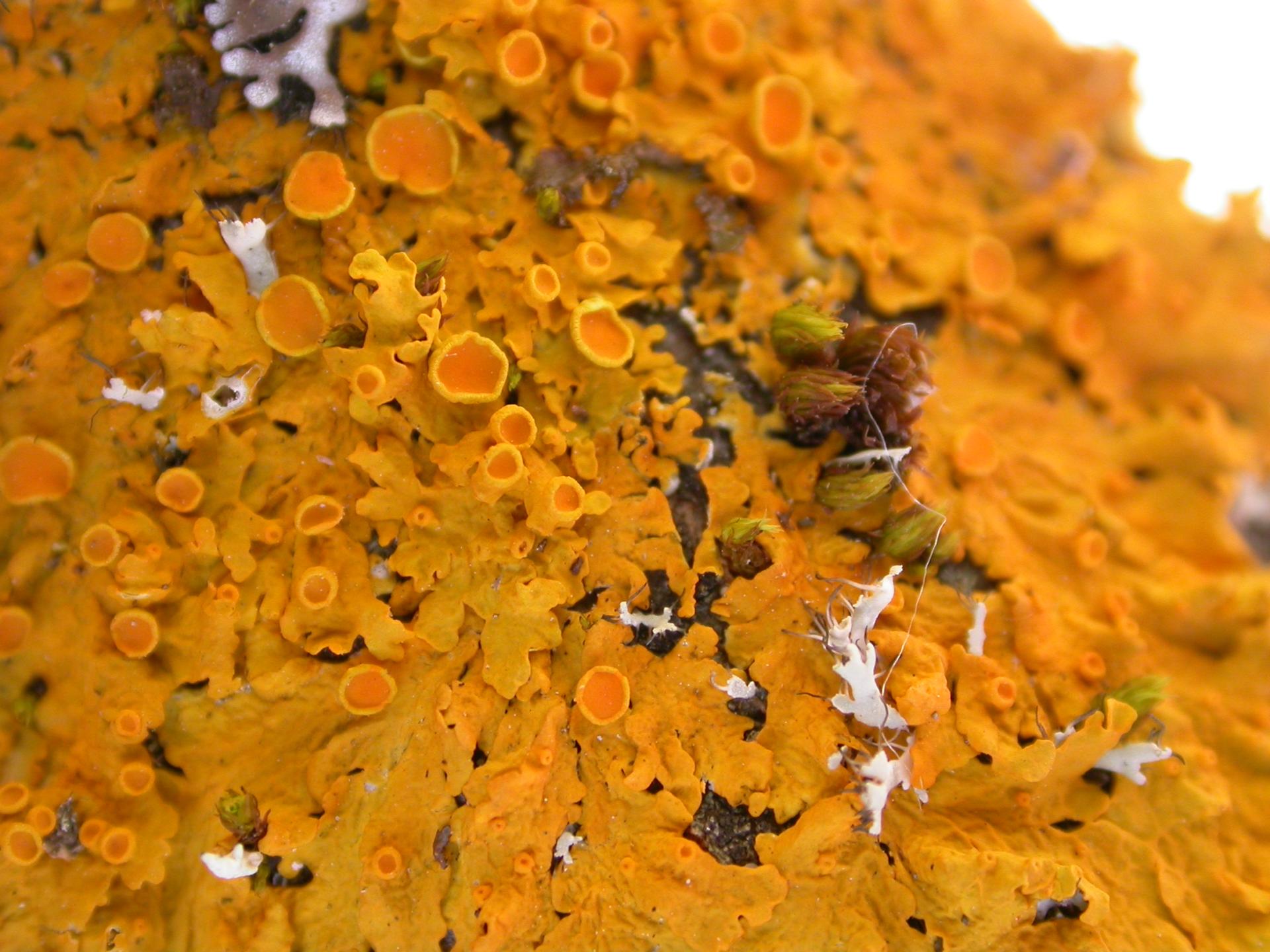 Xanthoria parietina (L.) Th. Fr. | Azorean Biodiversity Portal