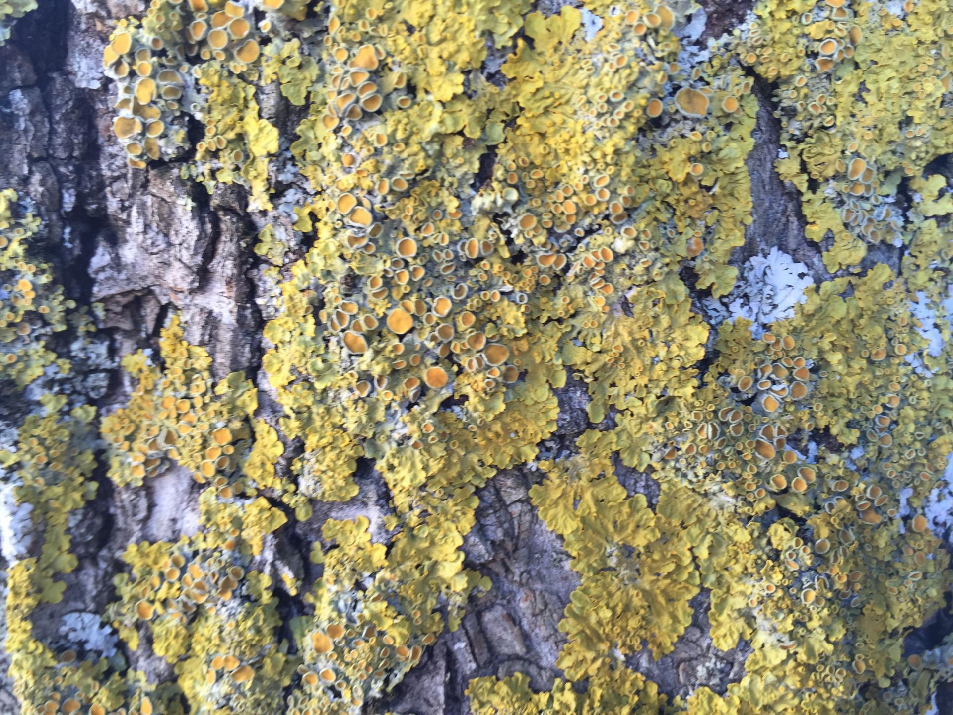 Xanthoria parietina (L.) Th. Fr. | Azorean Biodiversity Portal