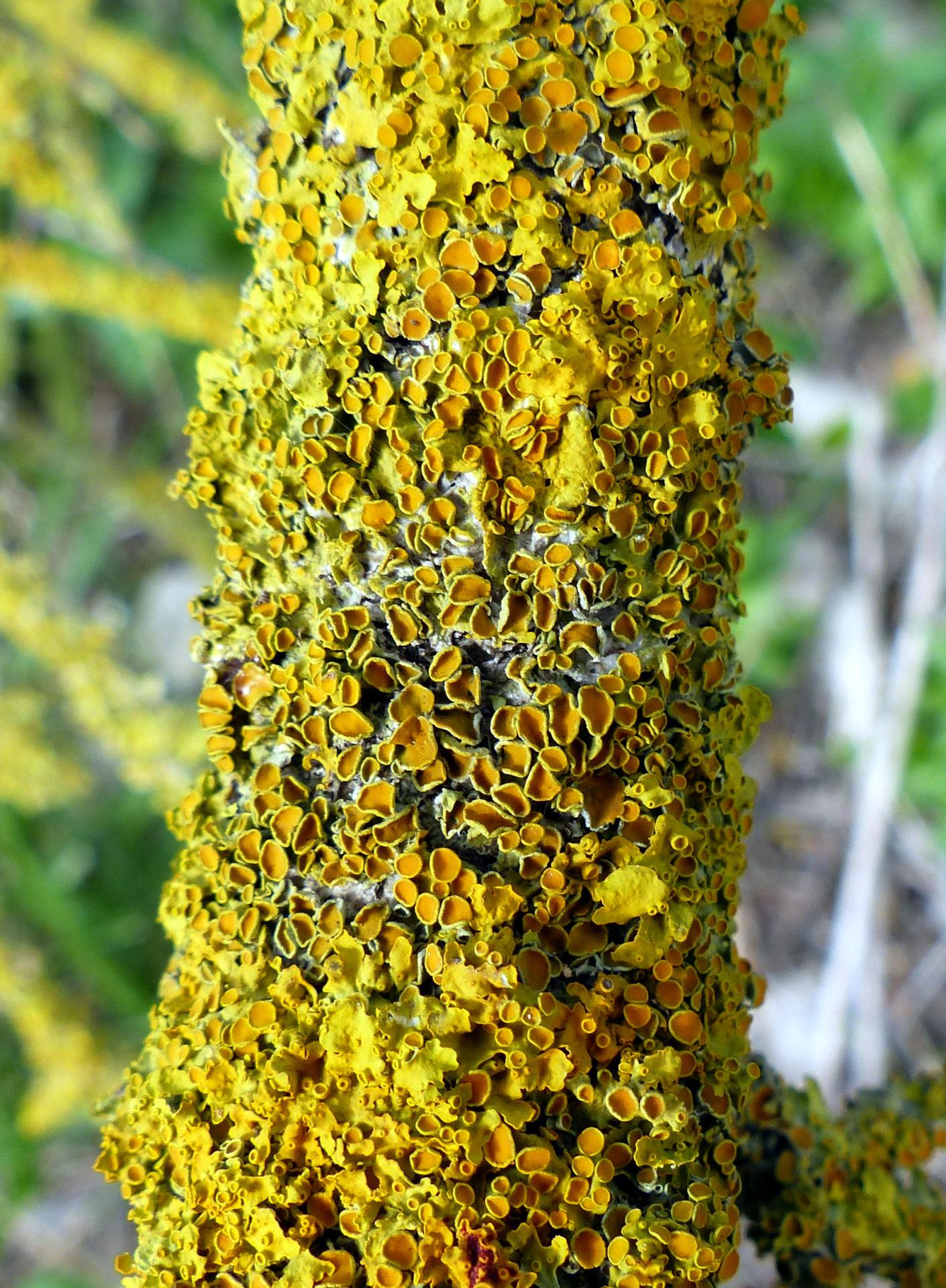 Xanthoria parietina (L.) Th. Fr. | Azorean Biodiversity Portal