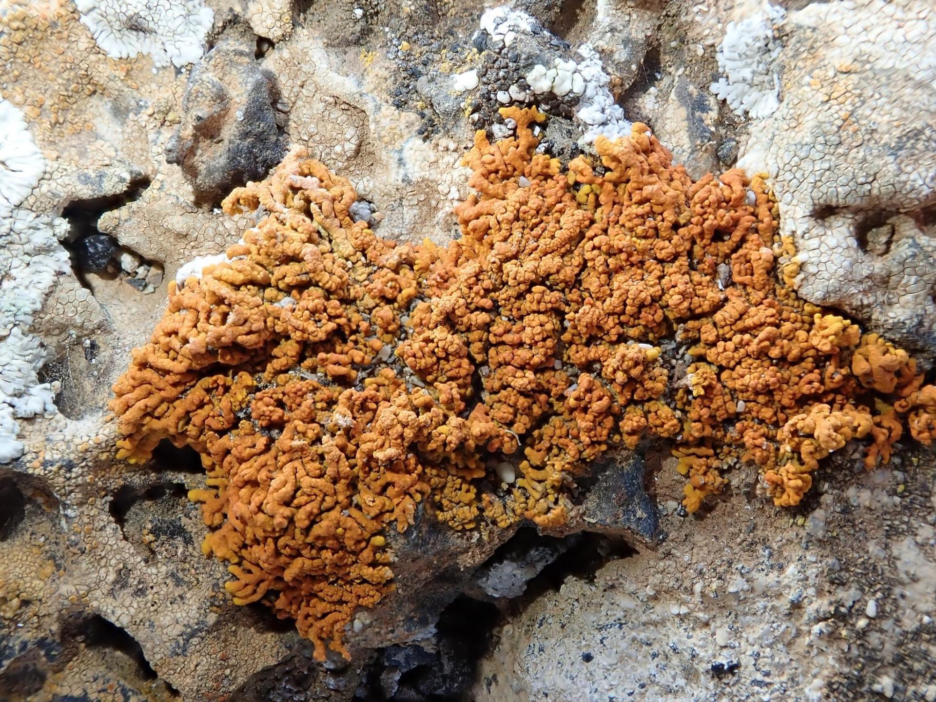 Xanthoria resendei Poelt & Tav. | Portal de la Biodiversidad de las Azores