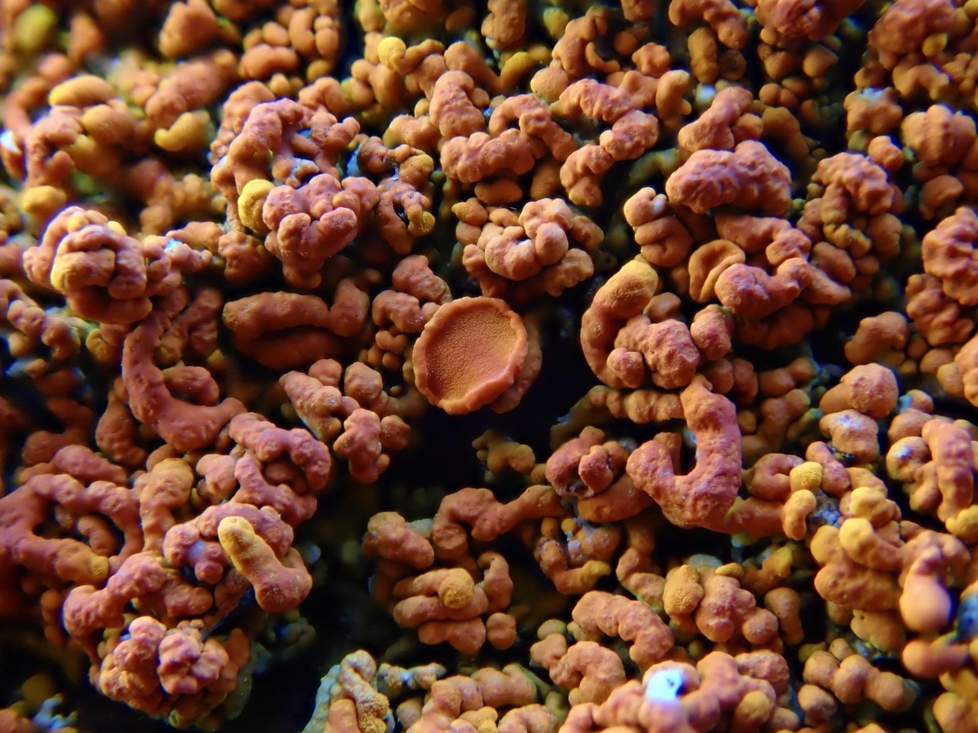 Xanthoria resendei Poelt & Tav. | Portal de la Biodiversidad de las Azores