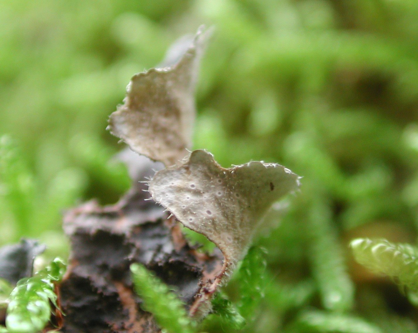 Sticta sylvatica (Huds.) Ach. | Portal de la Biodiversidad de las Azores