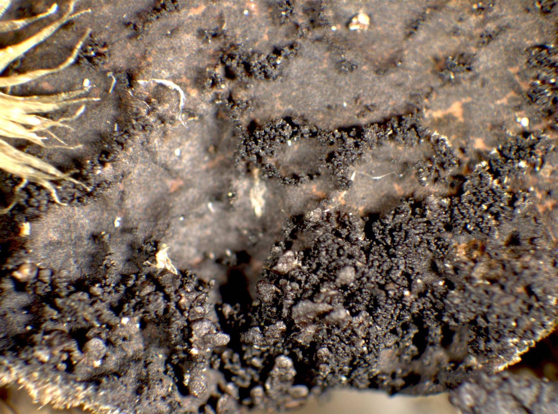 Sticta sylvatica (Huds.) Ach. | Portal de la Biodiversidad de las Azores