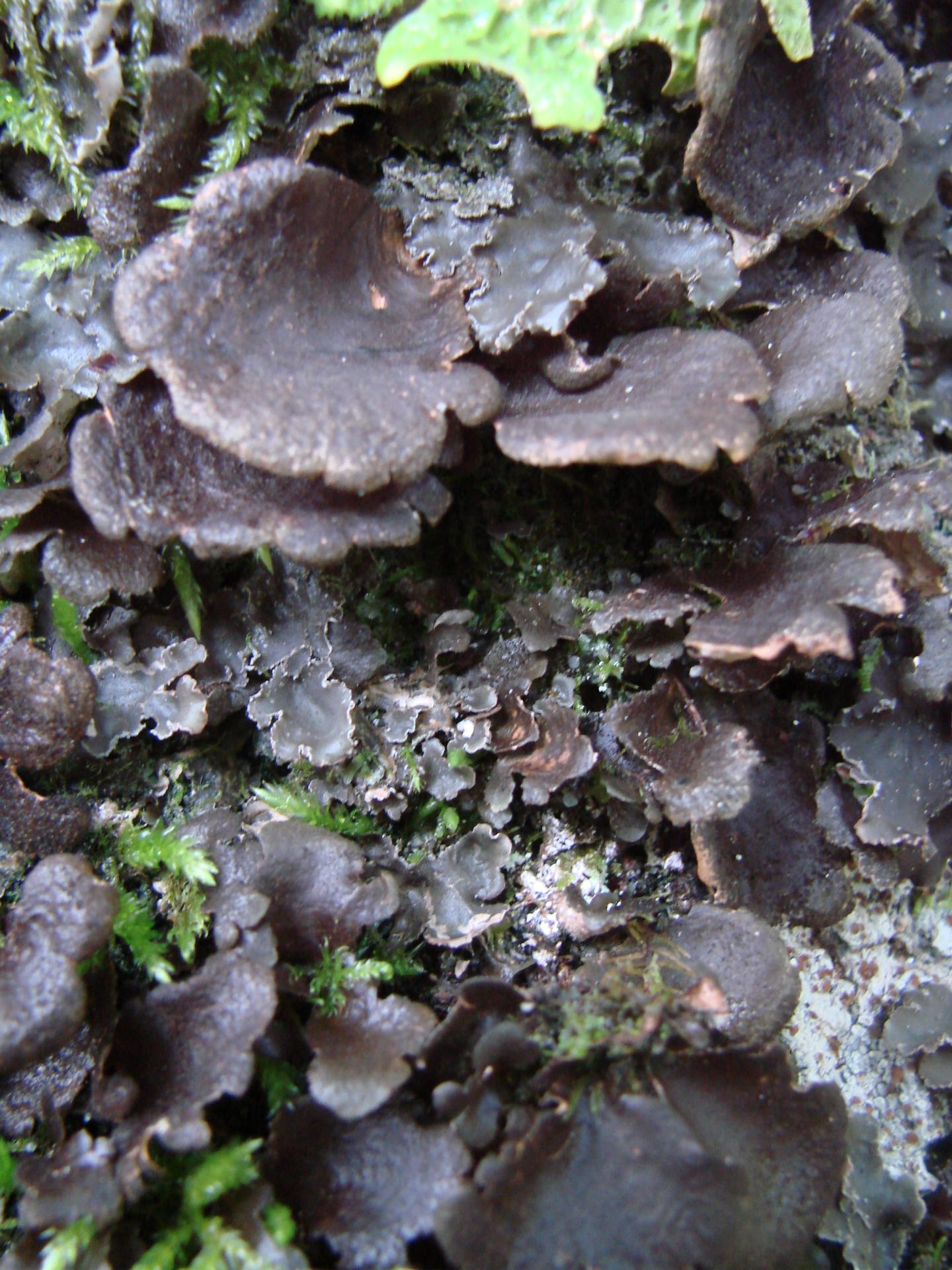 Sticta sylvatica (Huds.) Ach. | Portal de la Biodiversidad de las Azores