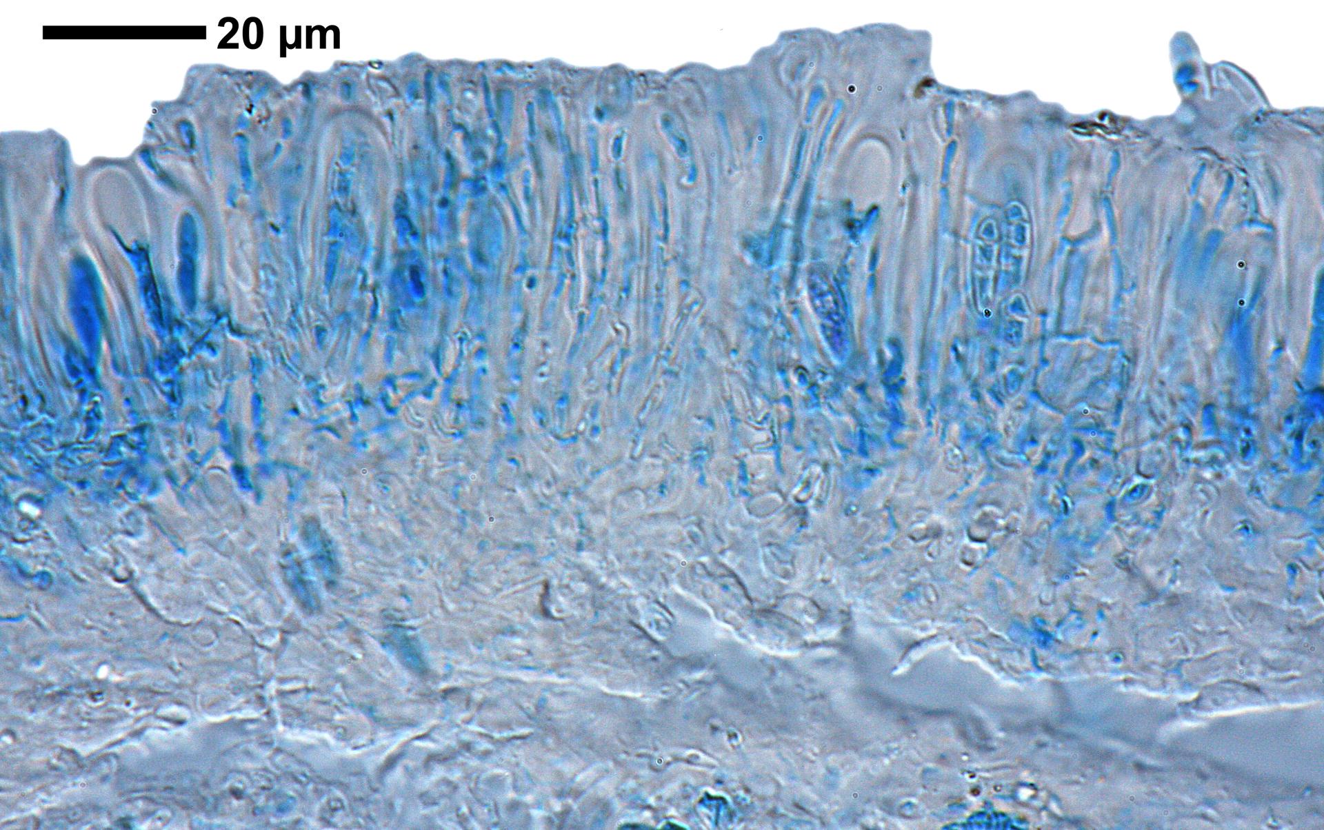 Lecania naegelii (Hepp) Diederich & Van den Boom | Azorean Biodiversity ...