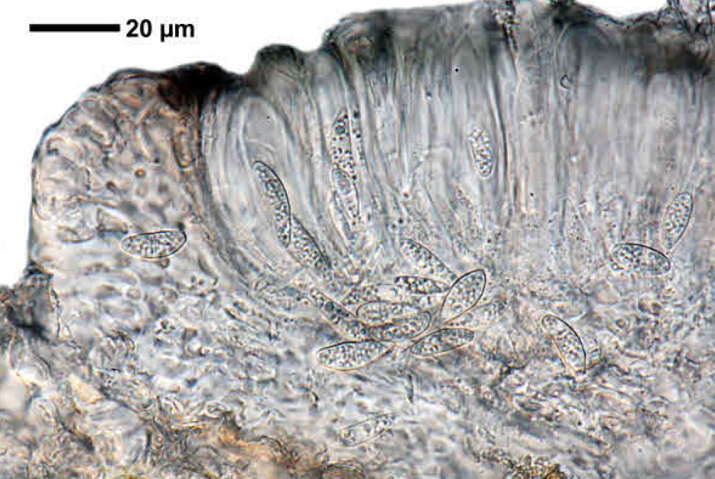 Lecania naegelii (Hepp) Diederich & Van den Boom | Azorean Biodiversity ...