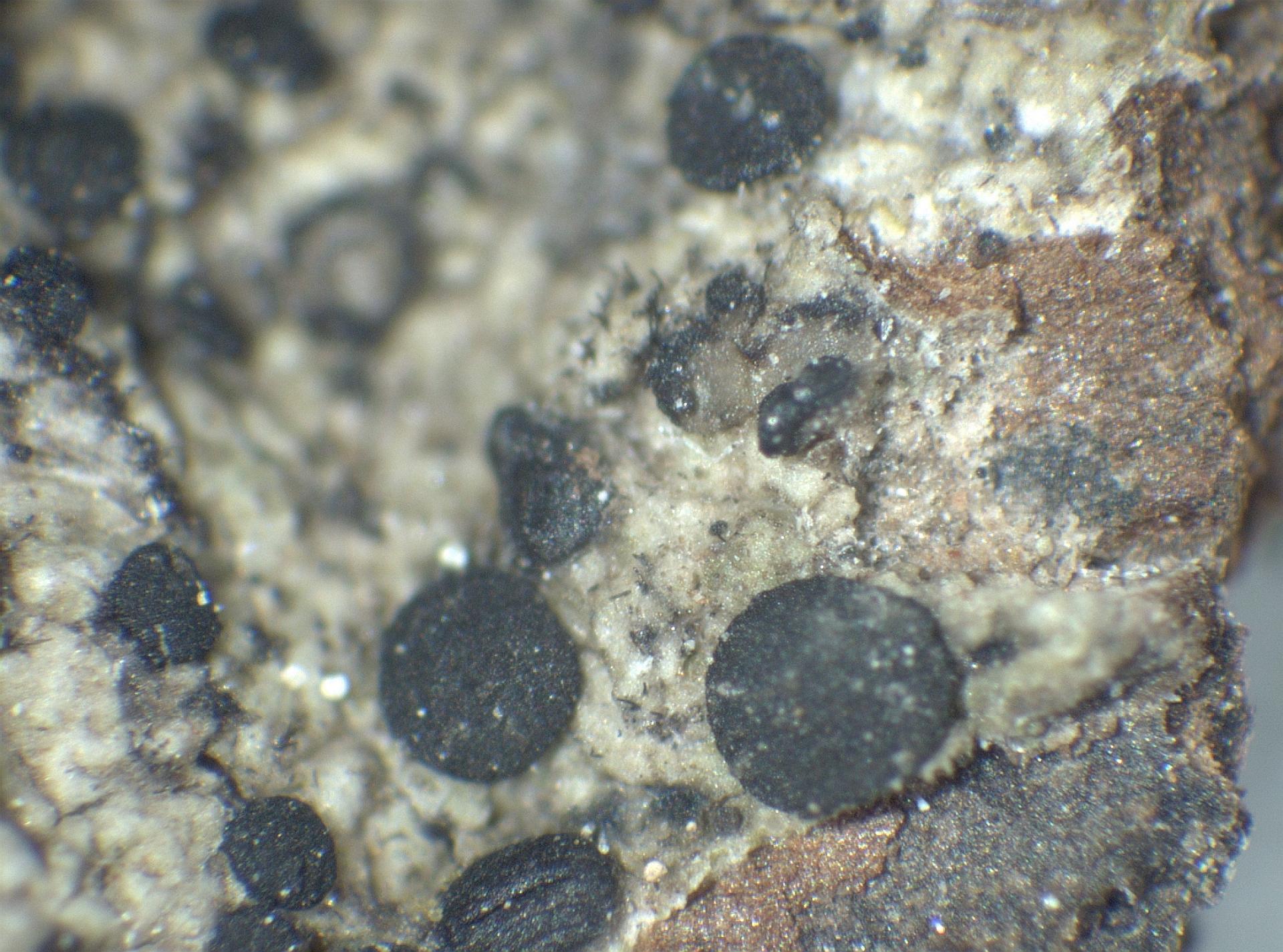 Lecania naegelii (Hepp) Diederich & Van den Boom | Portal de la ...