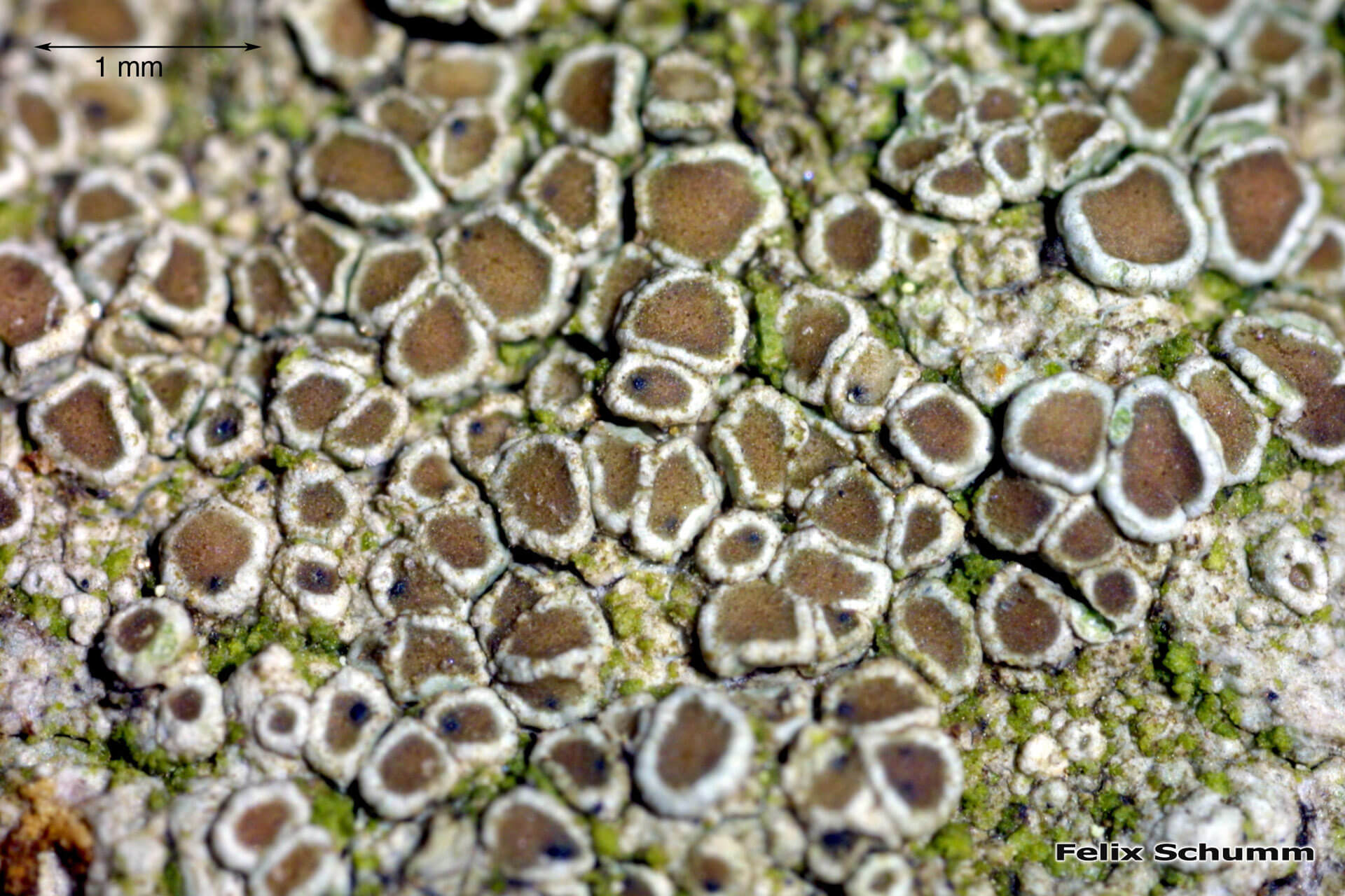 Lecanora chlarotera Nyl. | Azorean Biodiversity Portal