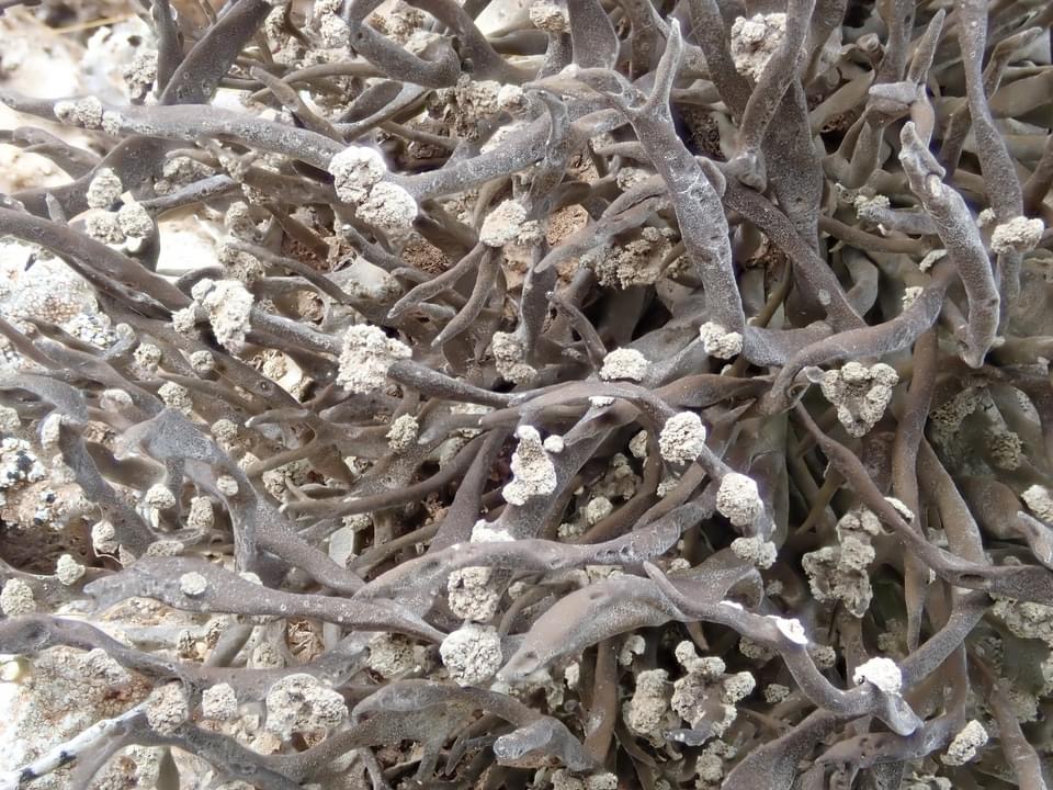 Roccella tinctoria DC. | Azorean Biodiversity Portal