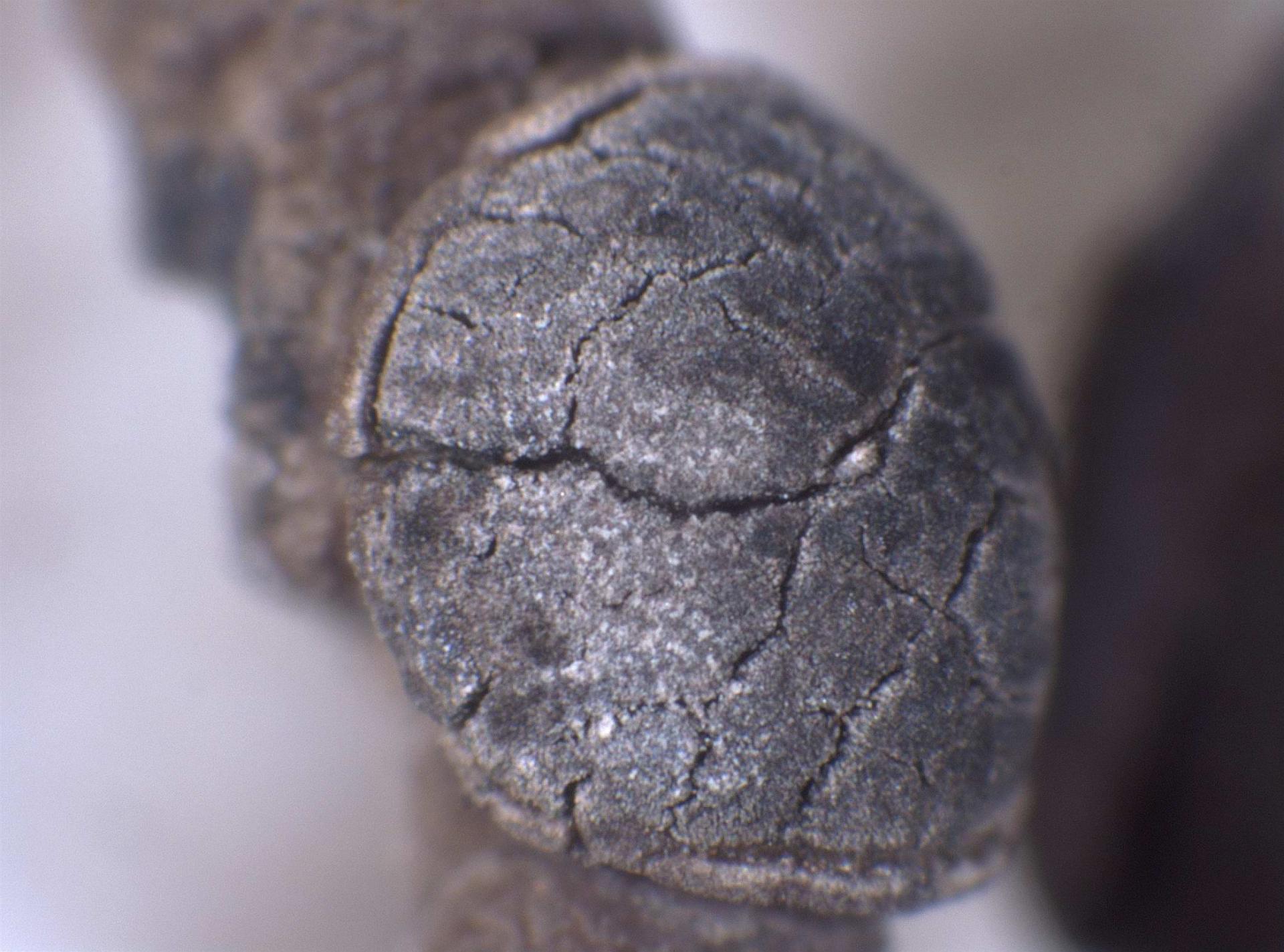 Roccella tinctoria DC. | Azorean Biodiversity Portal