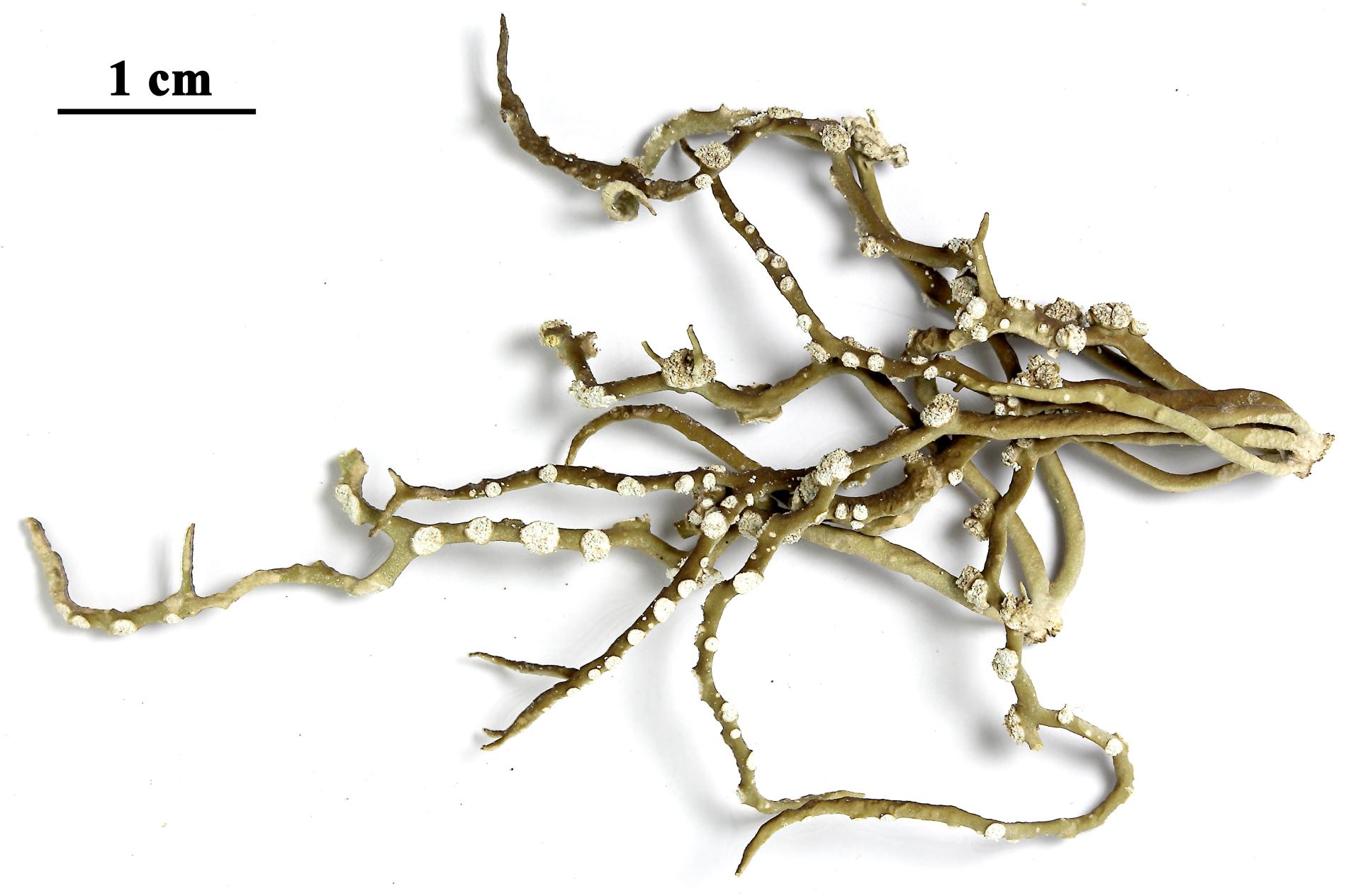 Roccella tinctoria DC. | Azorean Biodiversity Portal