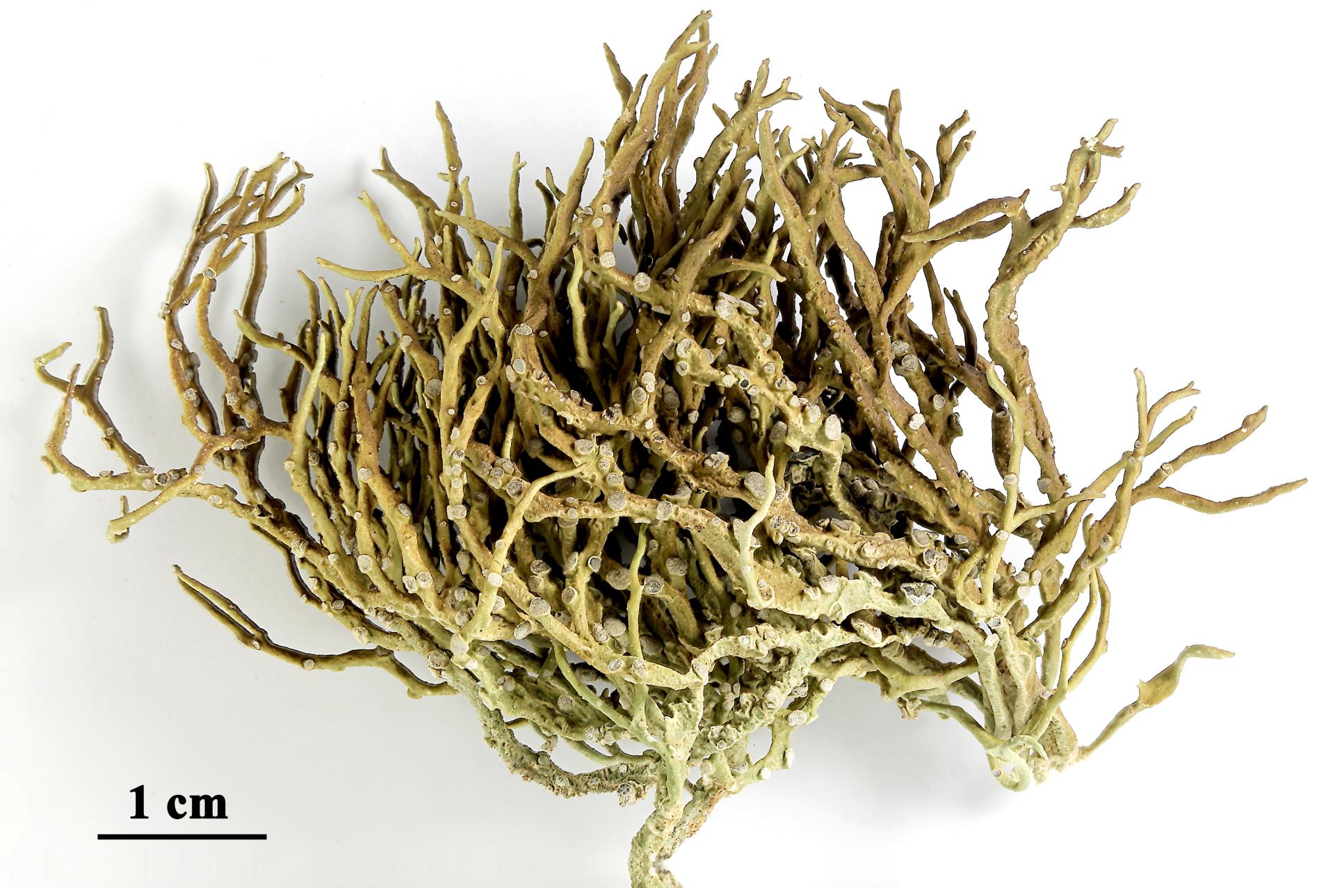 Roccella tinctoria DC. | Azorean Biodiversity Portal