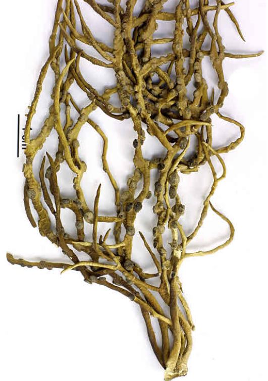 Roccella tinctoria DC. | Azorean Biodiversity Portal