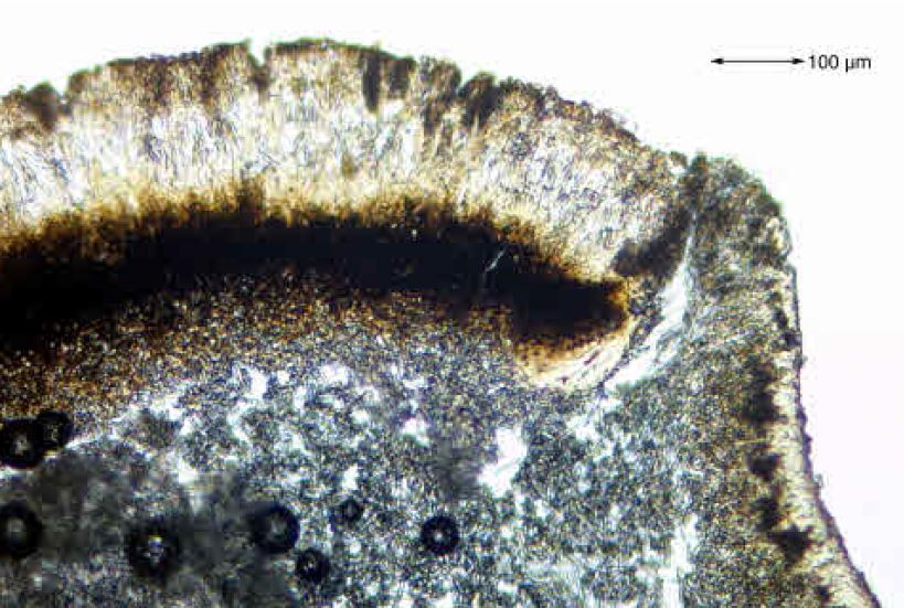 Roccella tinctoria DC. | Azorean Biodiversity Portal