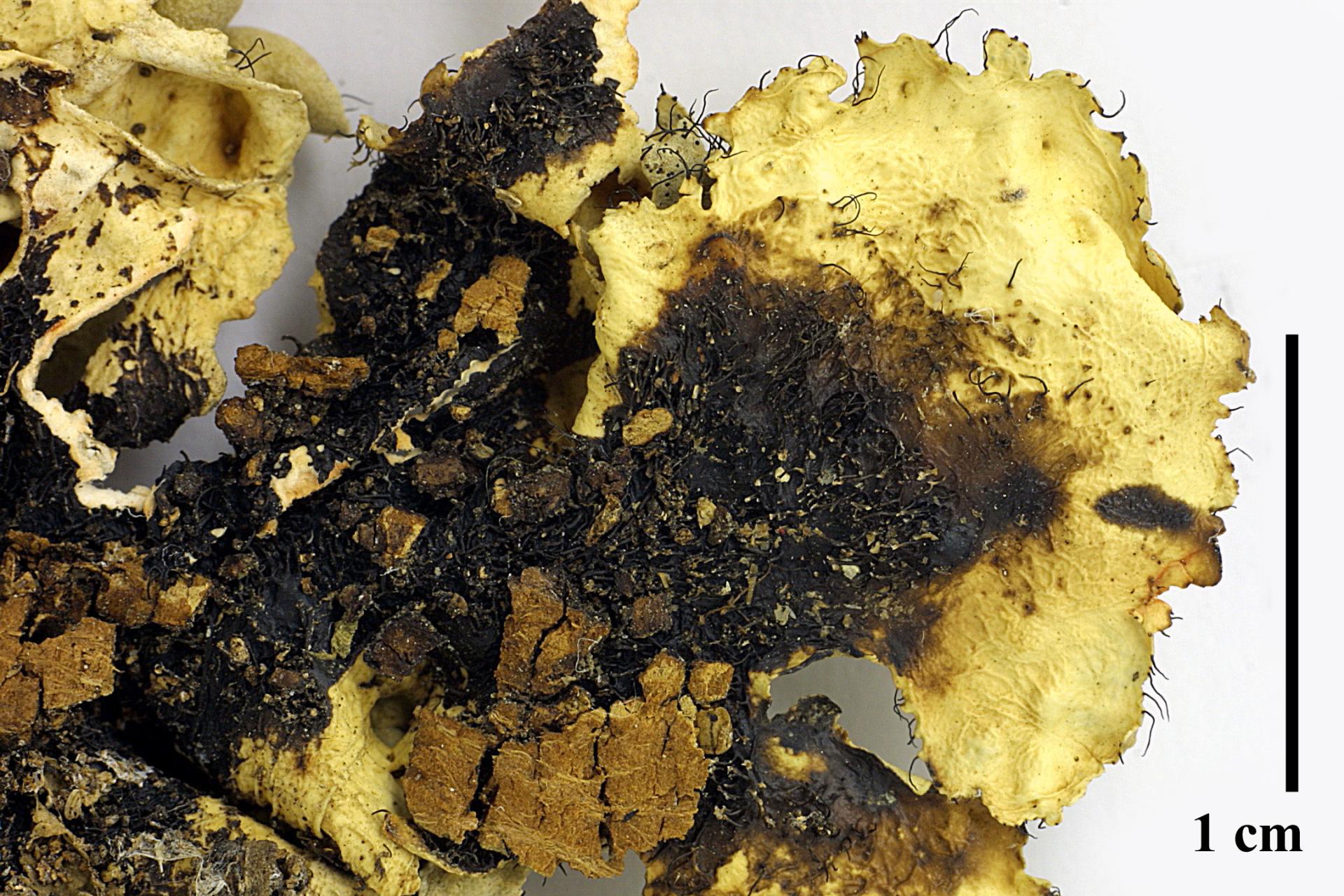 Parmotrema perforatum (Jacq.) A. Massal. | Azorean Biodiversity Portal