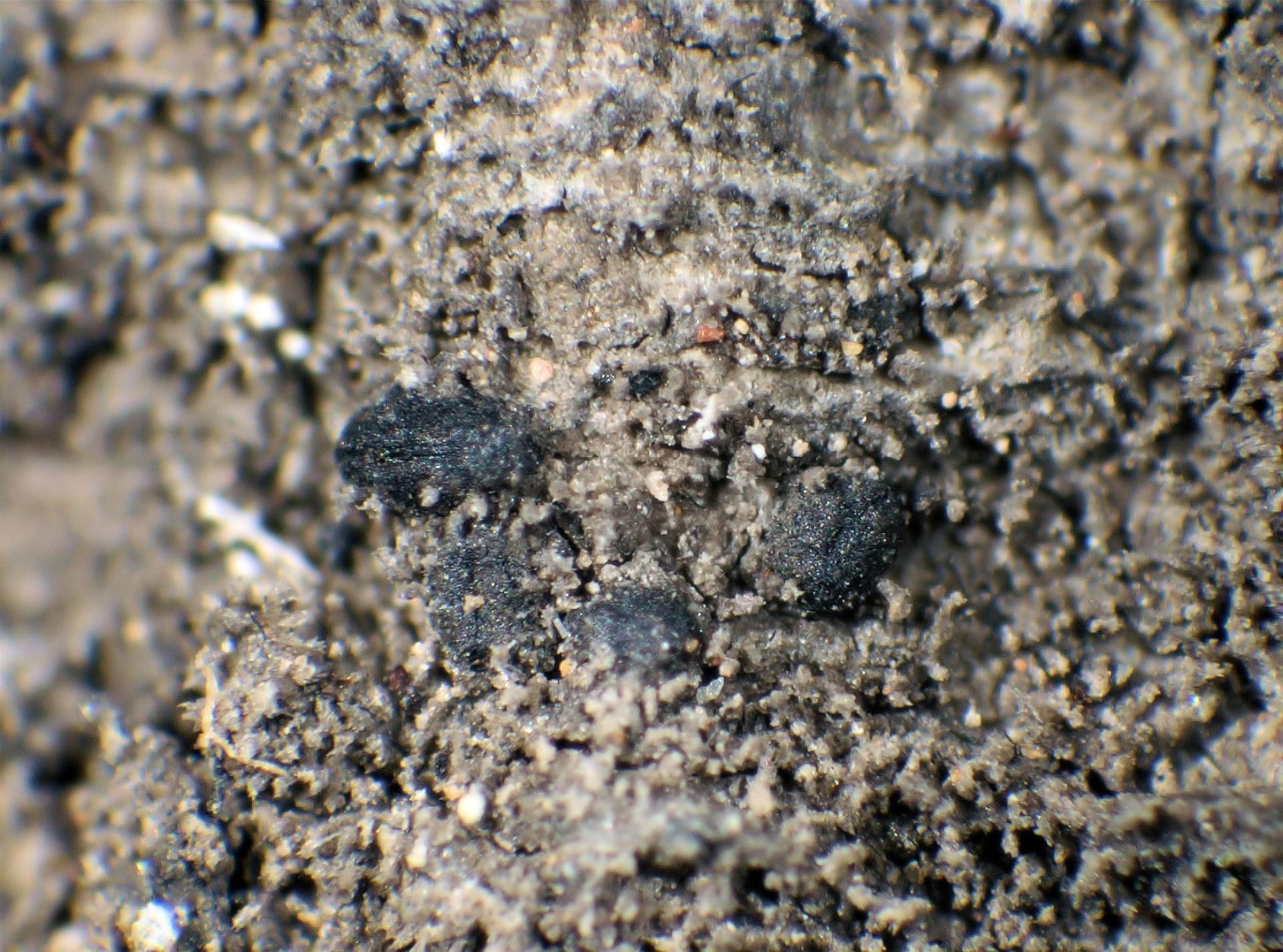 Porina coralloidea P. James | Azorean Biodiversity Portal