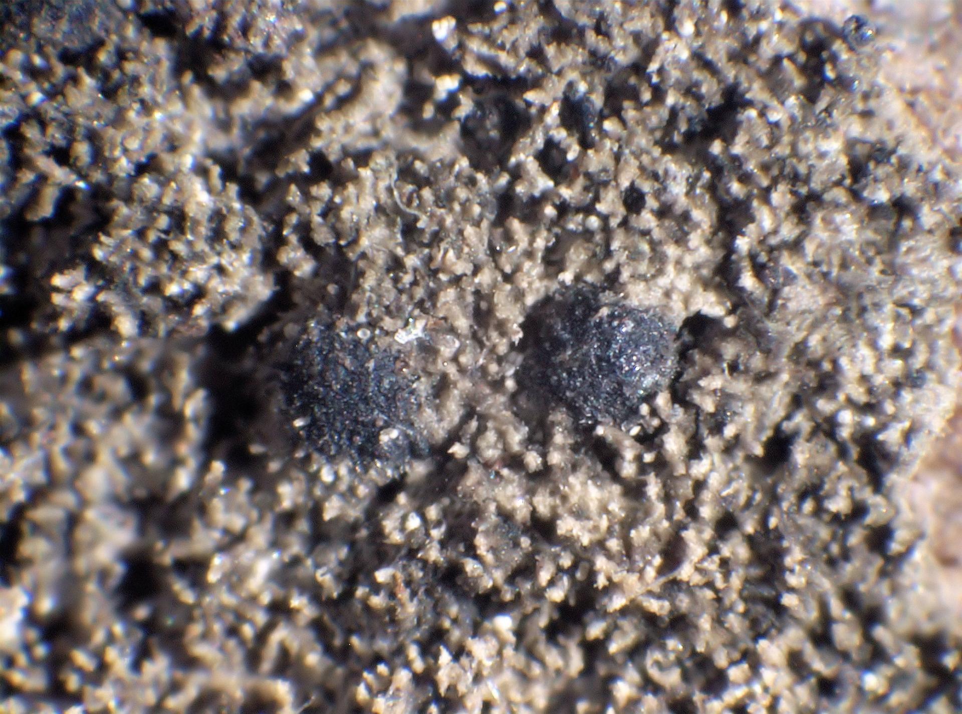 Porina coralloidea P. James | Azorean Biodiversity Portal