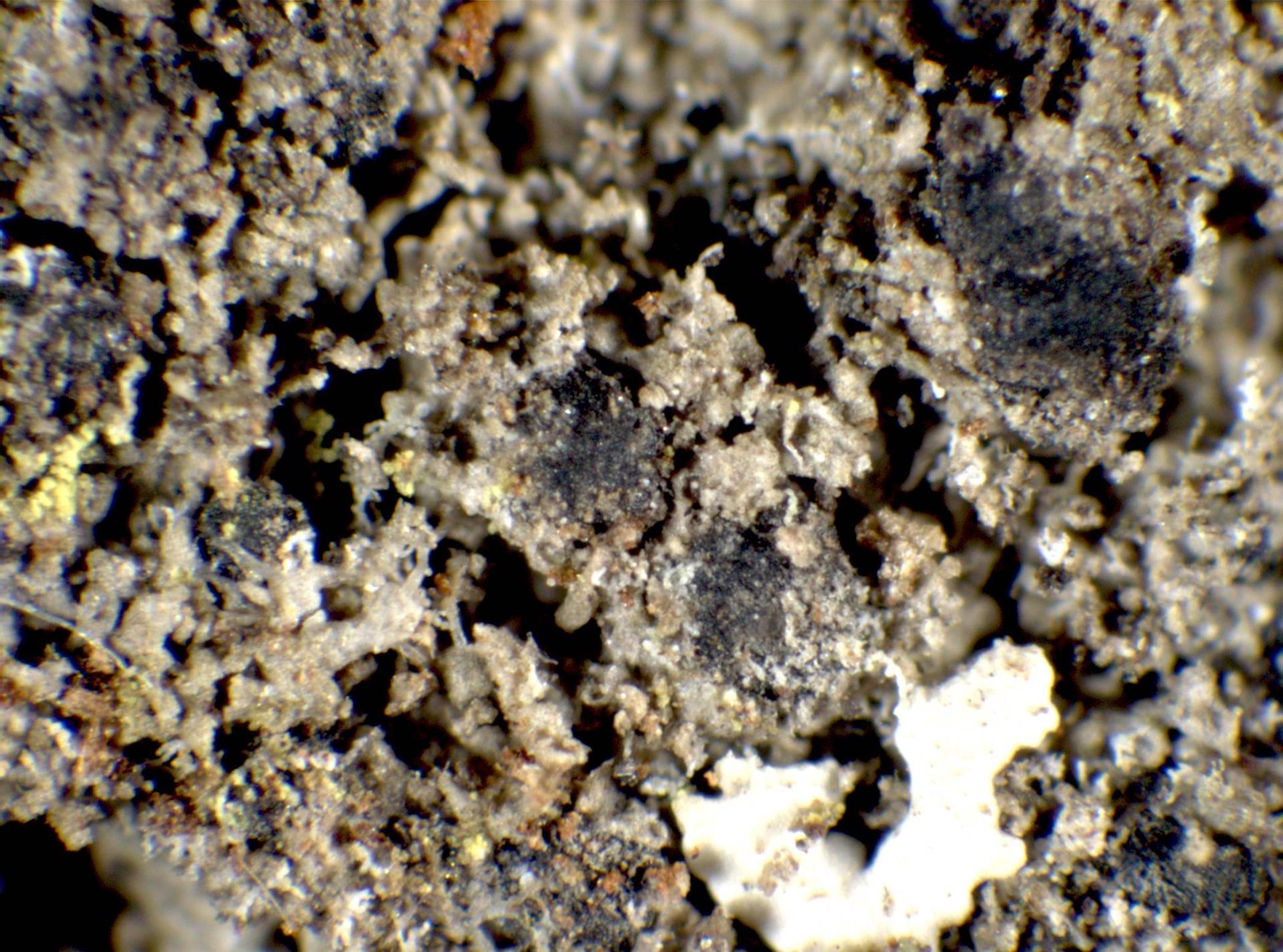 Porina coralloidea P. James | Azorean Biodiversity Portal