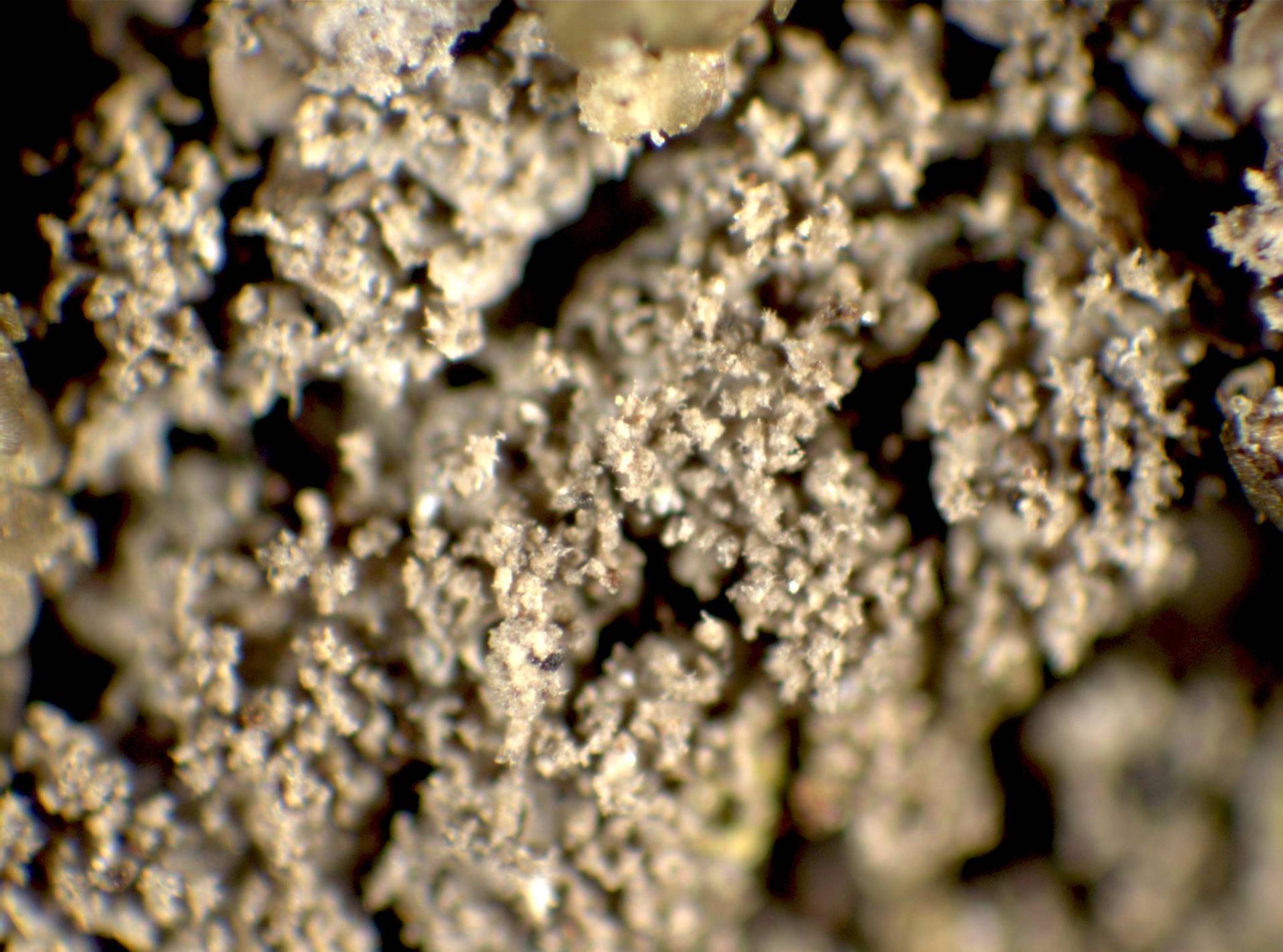 Porina coralloidea P. James | Azorean Biodiversity Portal