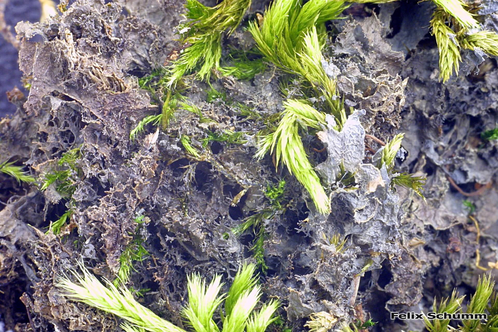 Scytinium lichenoides (L.) Otálora, P.M. Jørg. & Wedin, 2014 | Azorean ...