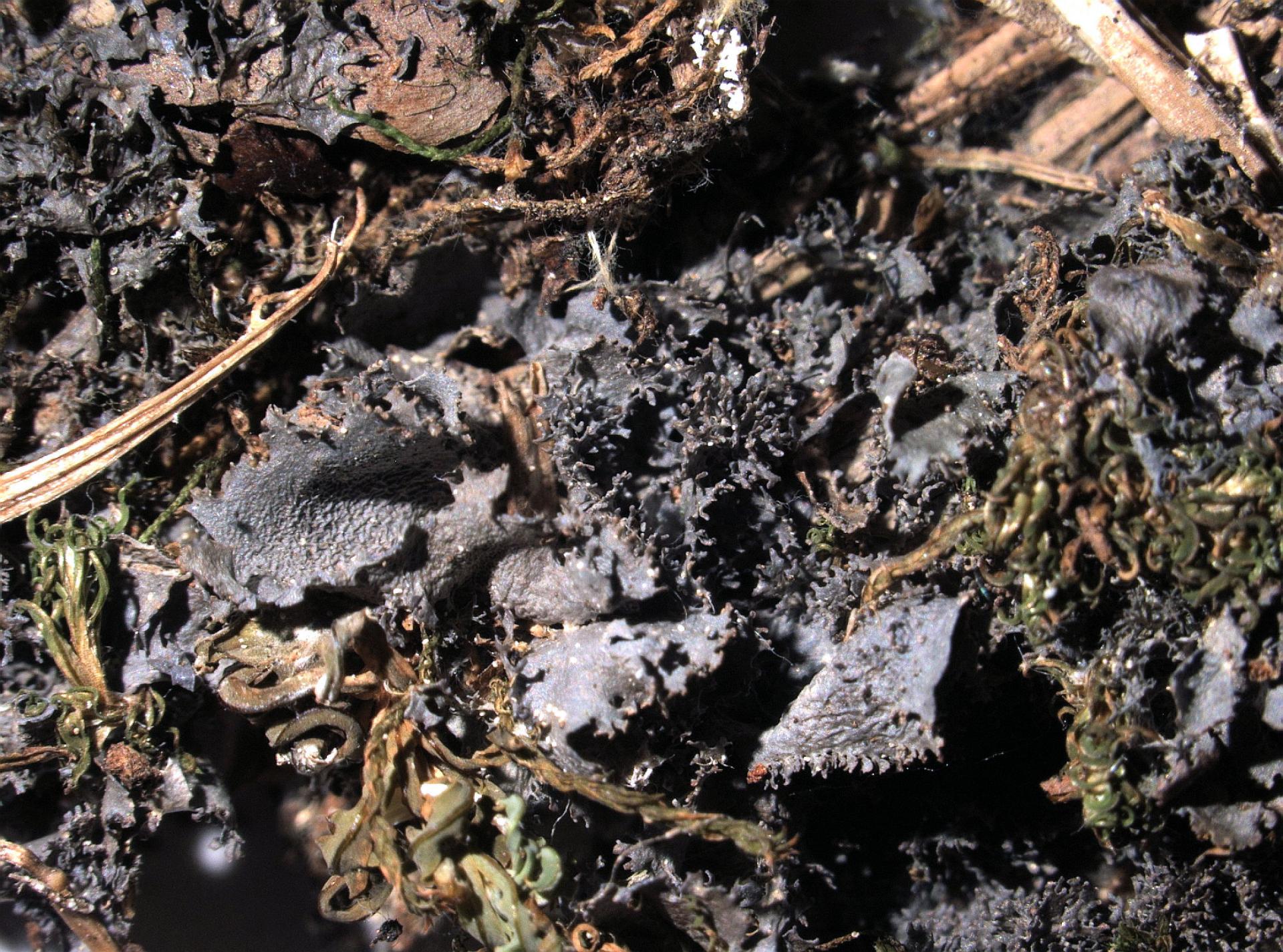 Scytinium lichenoides (L.) Otálora, P.M. Jørg. & Wedin, 2014 | Azorean ...