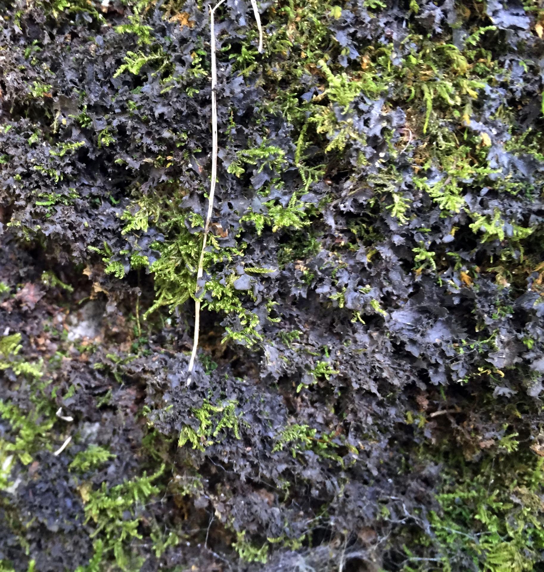 Scytinium lichenoides (L.) Otálora, P.M. Jørg. & Wedin, 2014 | Azorean ...