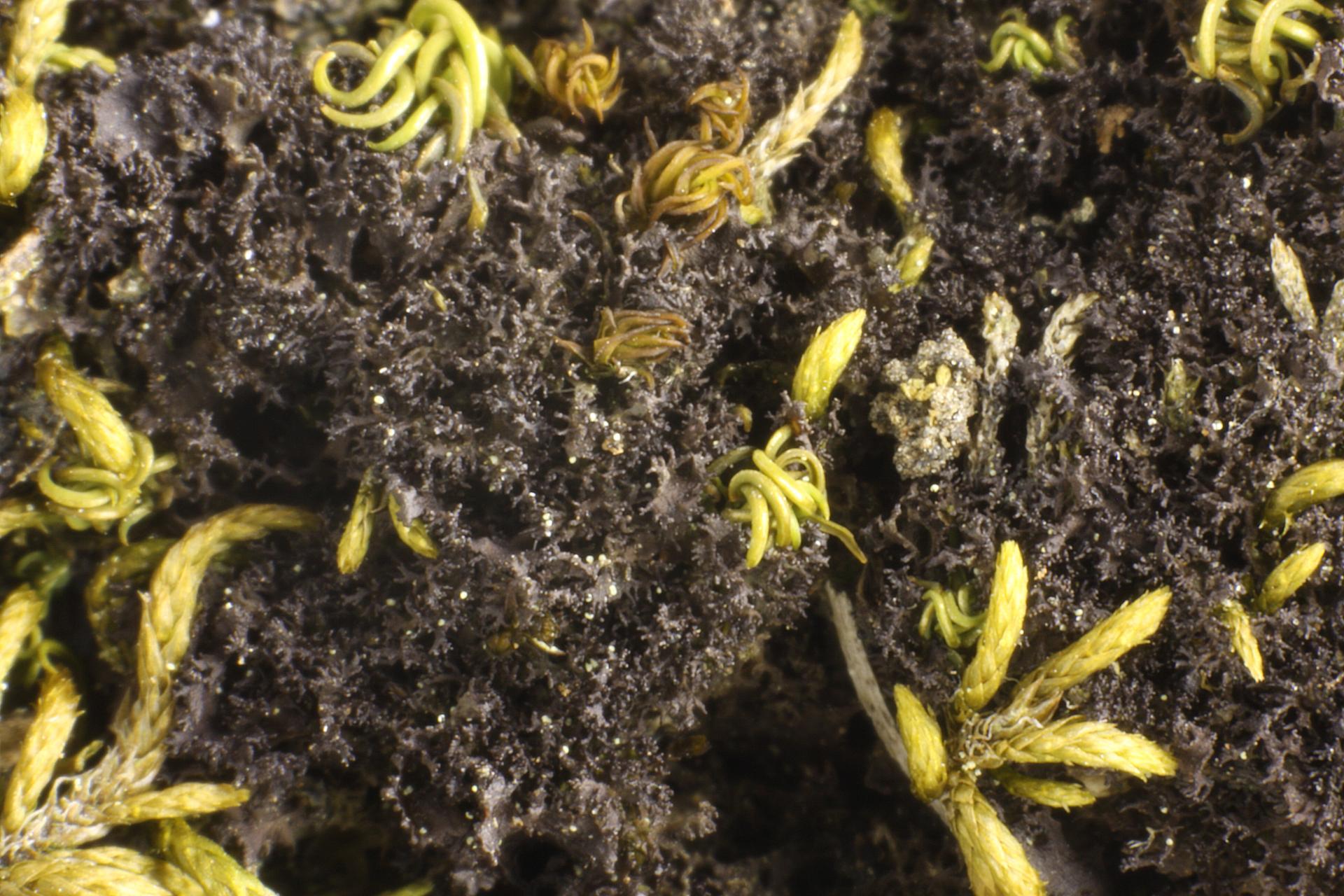Scytinium lichenoides (L.) Otálora, P.M. Jørg. & Wedin, 2014 | Azorean ...