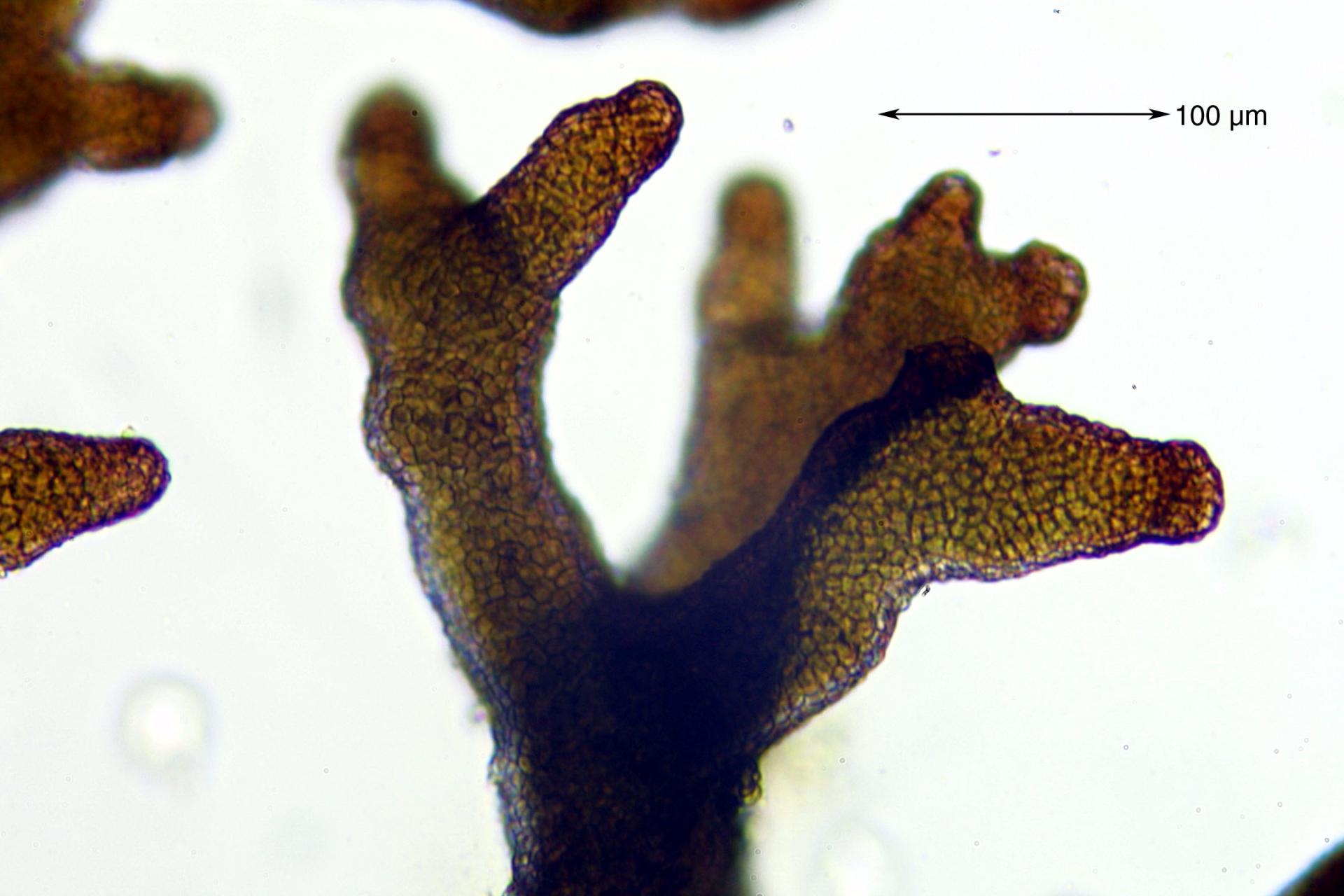 Scytinium lichenoides (L.) Otálora, P.M. Jørg. & Wedin, 2014 | Azorean ...