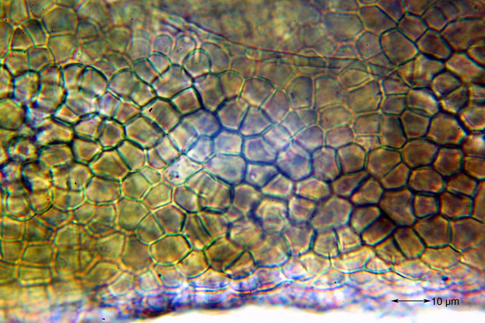 Scytinium lichenoides (L.) Otálora, P.M. Jørg. & Wedin, 2014 | Azorean ...