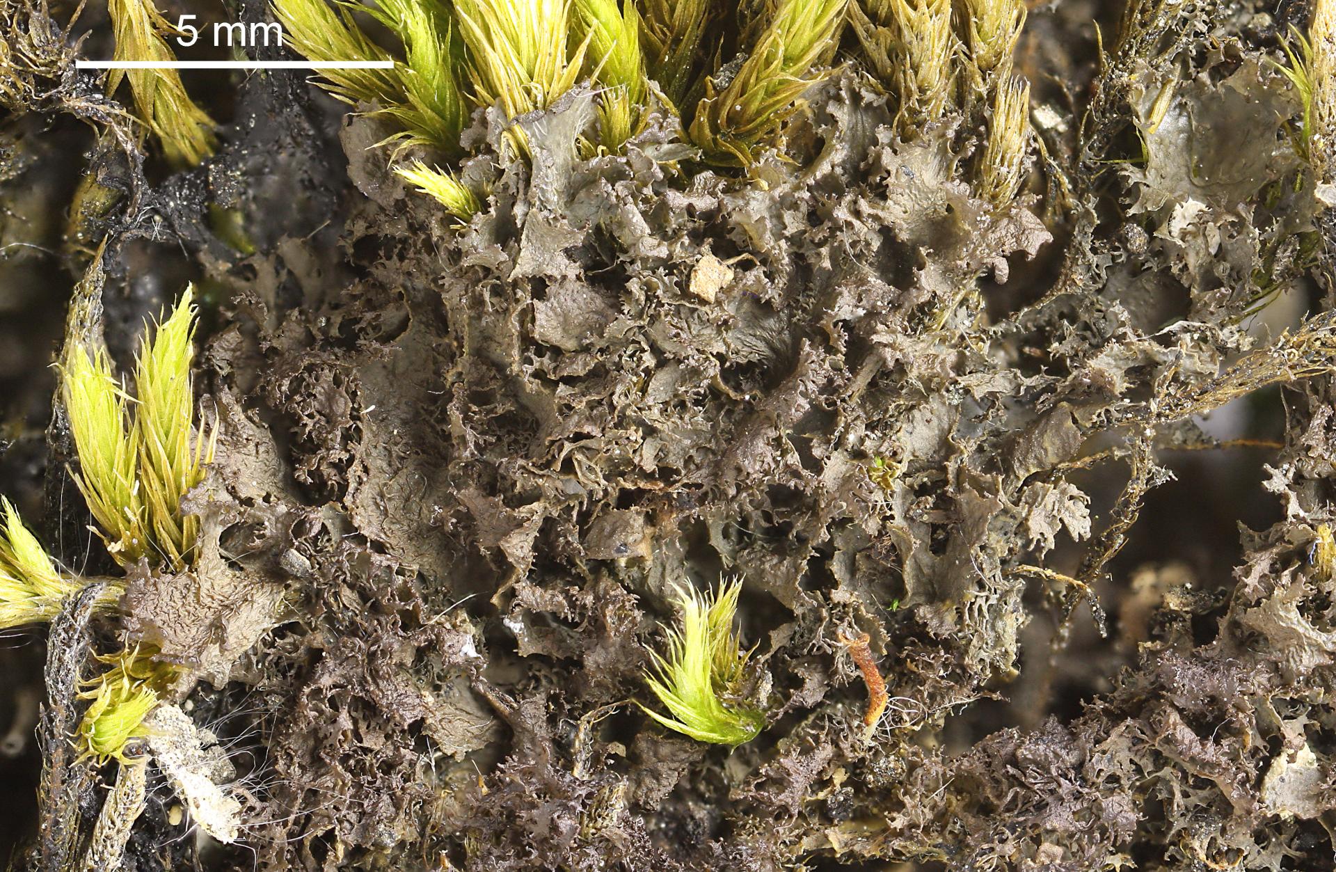 Scytinium lichenoides (L.) Otálora, P.M. Jørg. & Wedin, 2014 | Azorean ...
