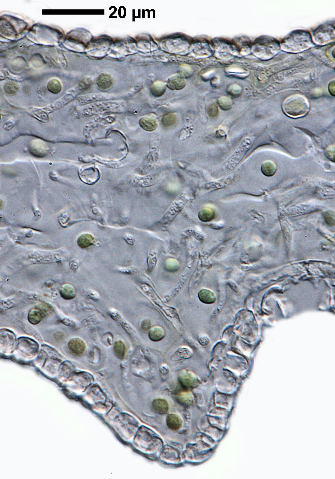 Scytinium lichenoides (L.) Otálora, P.M. Jørg. & Wedin, 2014 | Azorean ...