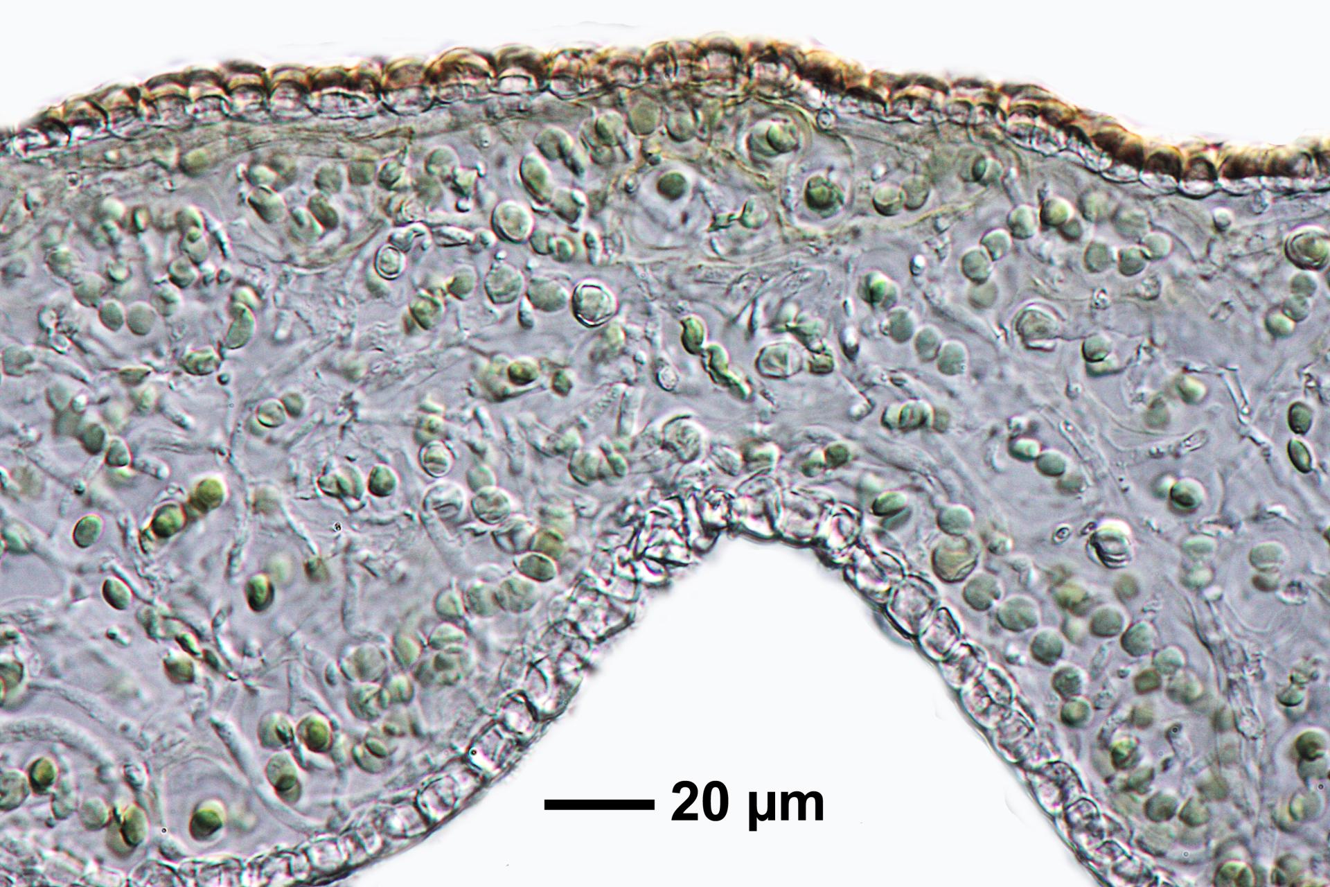 Scytinium lichenoides (L.) Otálora, P.M. Jørg. & Wedin, 2014 | Azorean ...