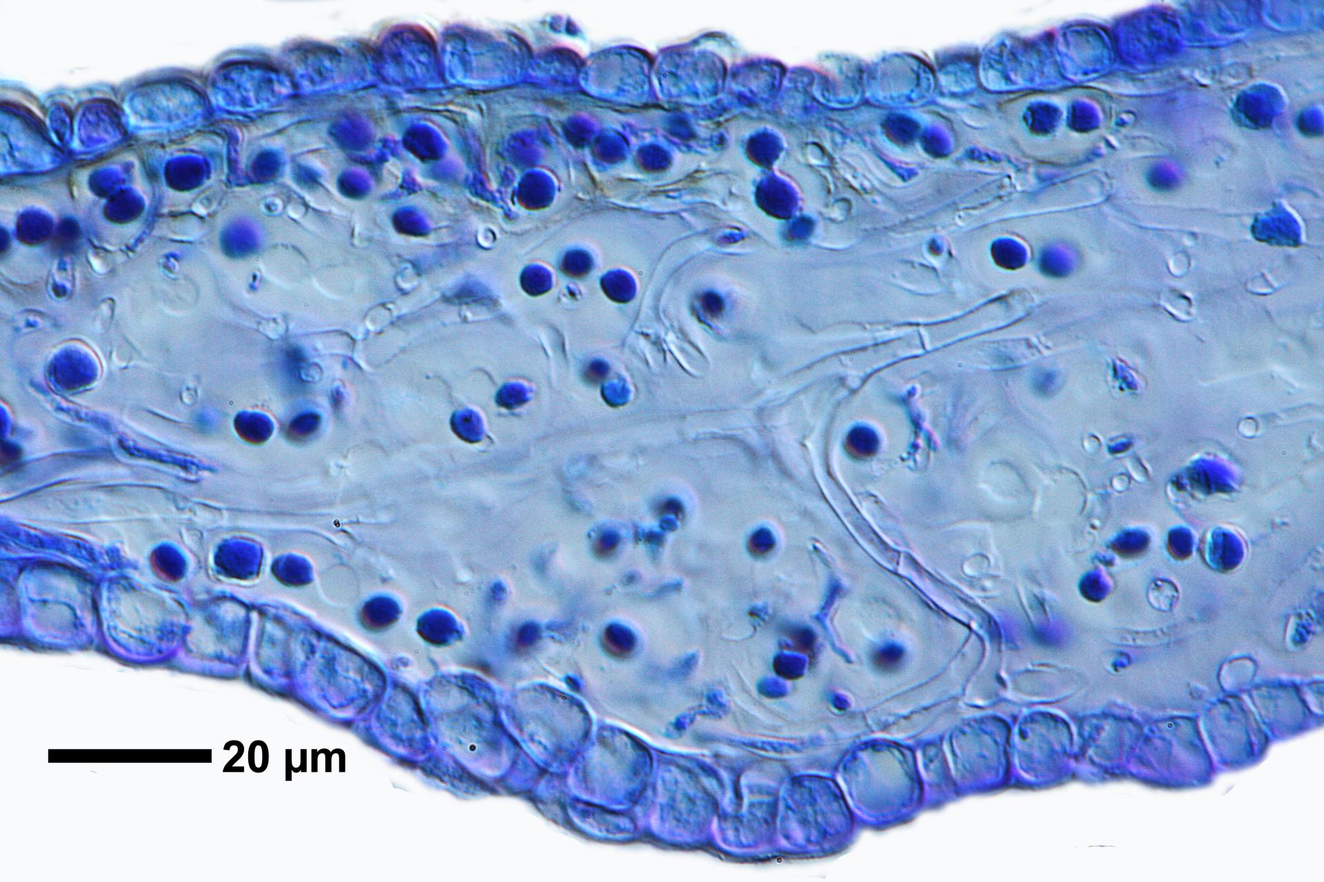 Scytinium lichenoides (L.) Otálora, P.M. Jørg. & Wedin, 2014 | Azorean ...