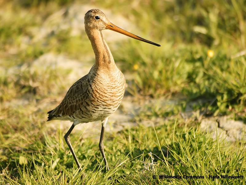 Limosa limosa (Linnaeus, 1758) | Azorean Biodiversity Portal